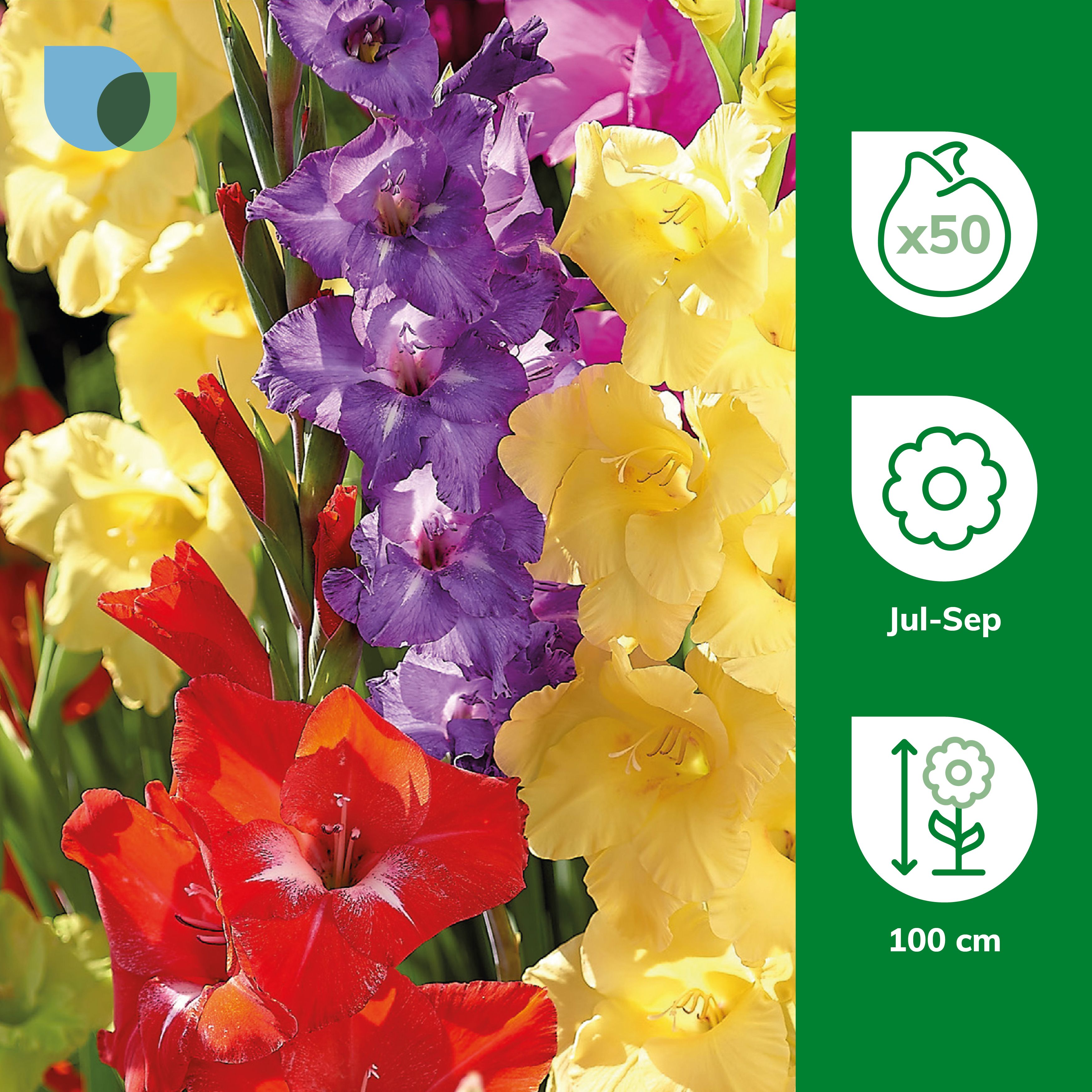 Verve Summer flowering bulb Gladioli Classic Mixed 40 Flower bulbs