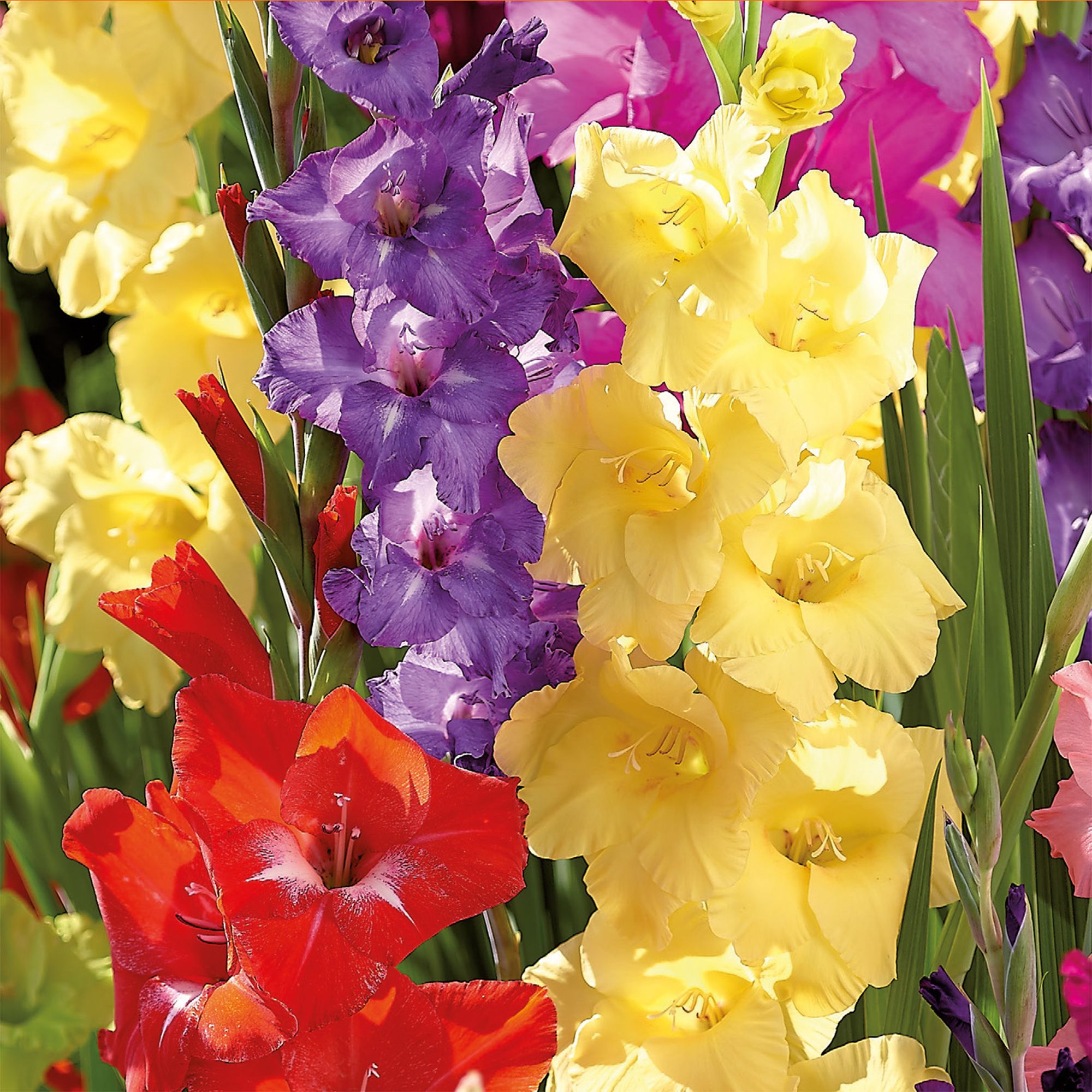 Verve Summer flowering bulb Gladioli Classic Mixed 40 Flower bulbs