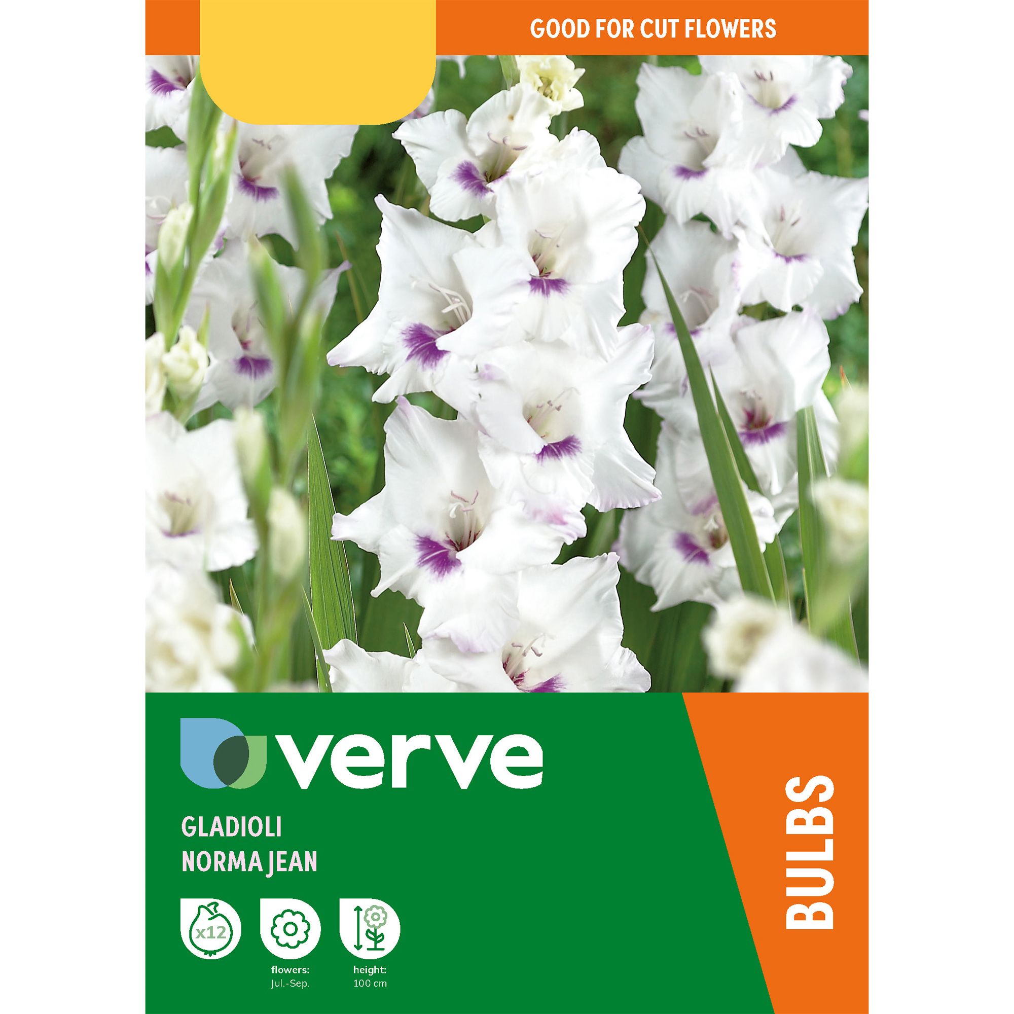 Verve Summer flowering bulb Gladiolus Prins Claus 12 Flower bulbs