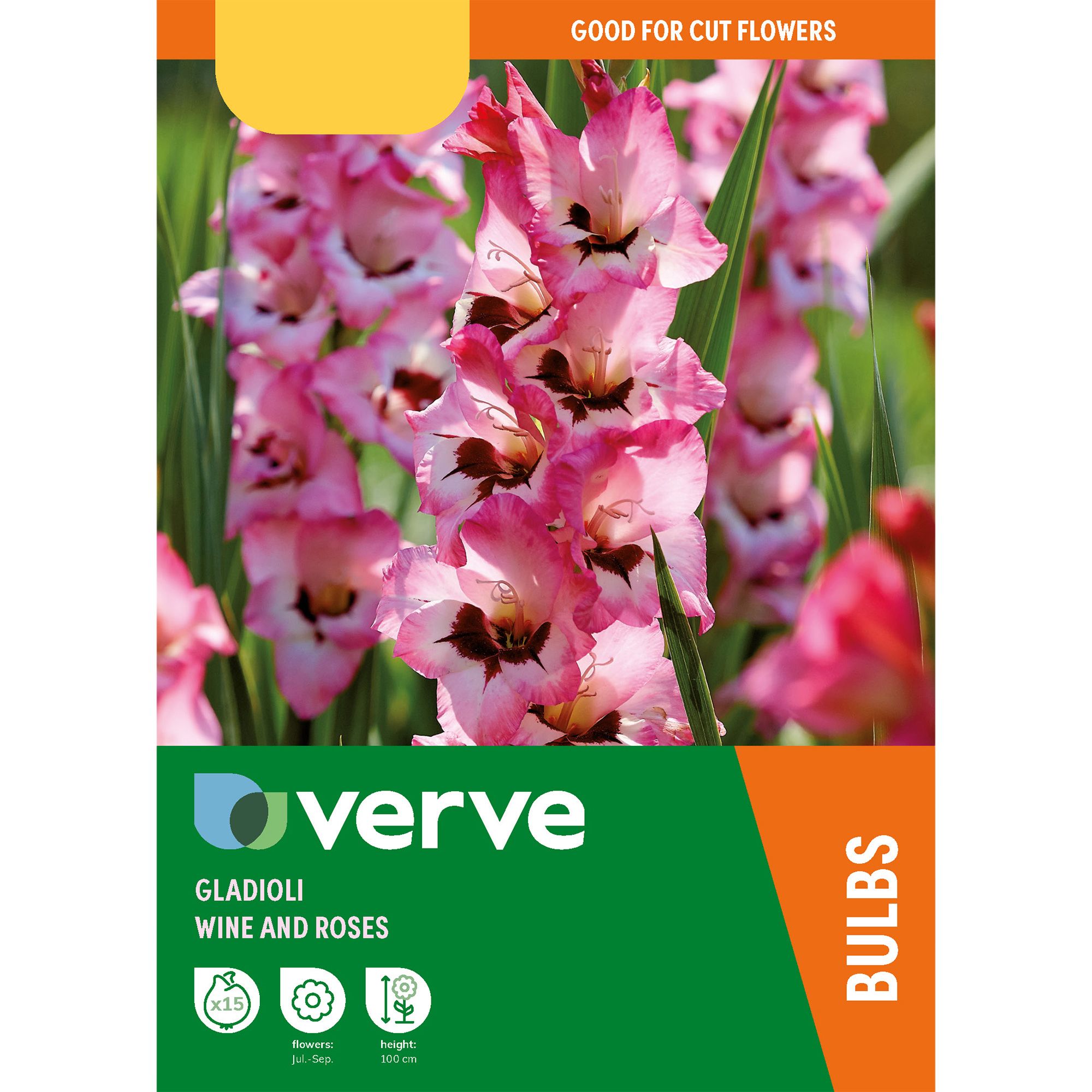 Verve Summer flowering bulb Gladiolus Wine & Roses 15 Flower bulbs