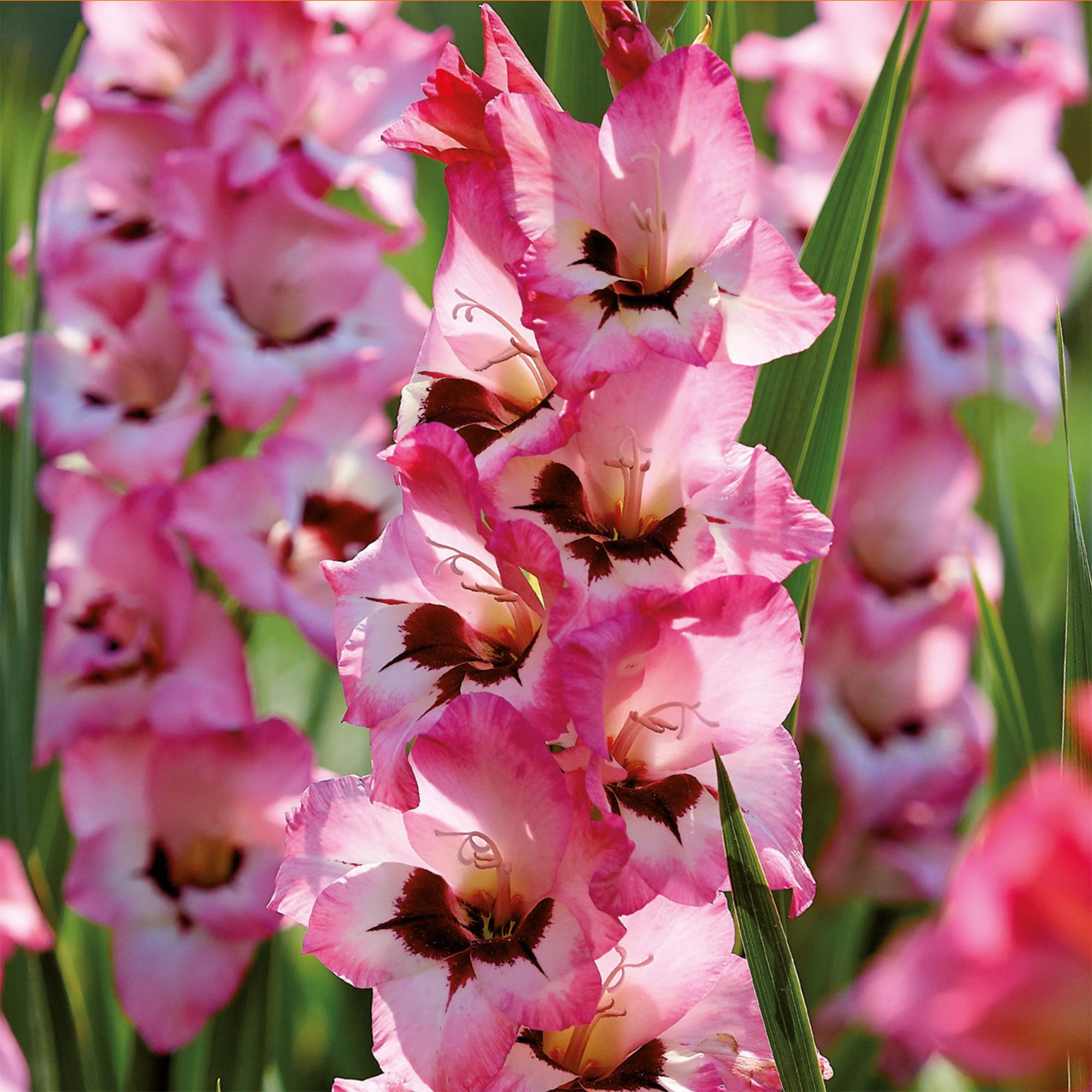 Verve Summer flowering bulb Gladiolus Wine & Roses 15 Flower bulbs