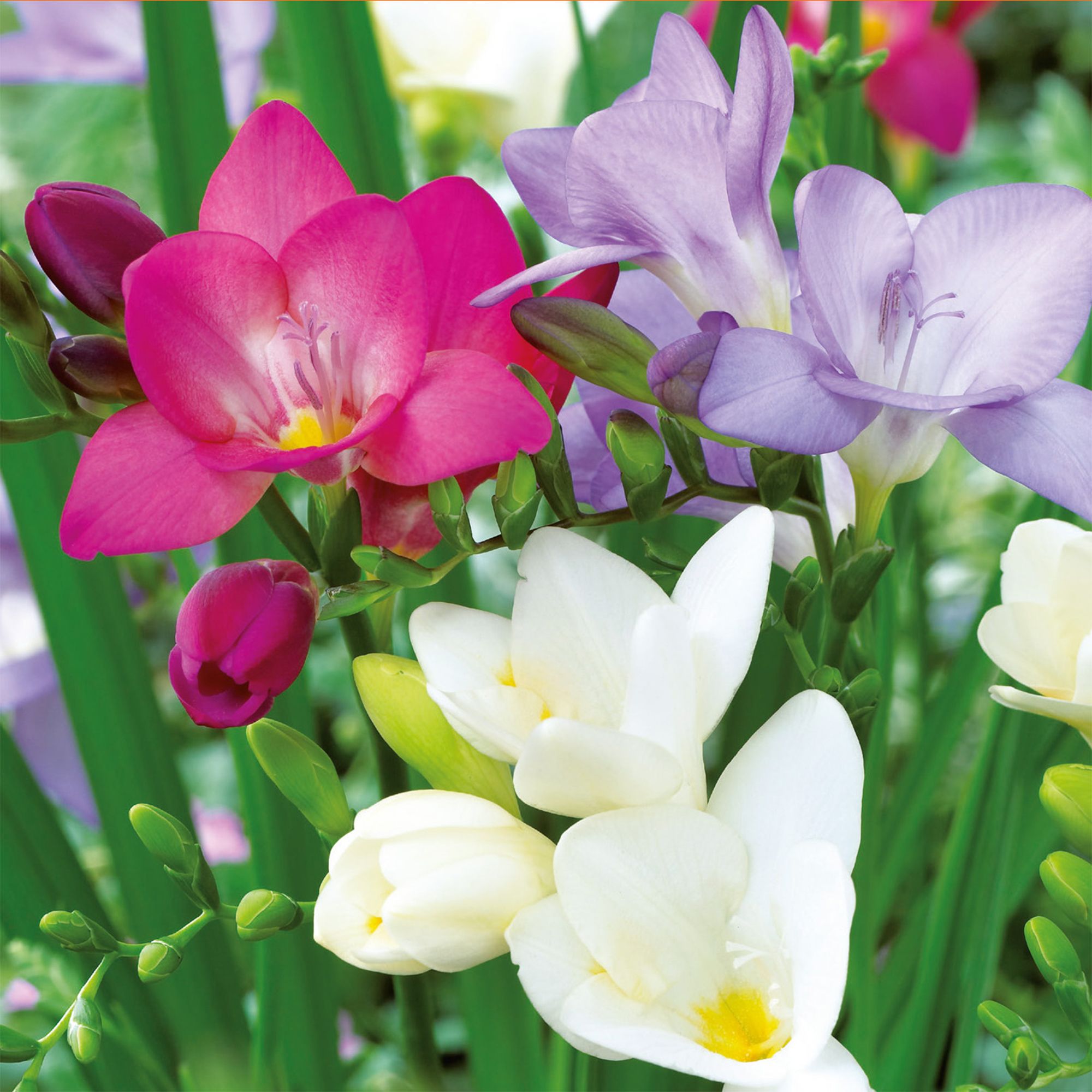 Verve Summer flowering bulb Mixed Single Freesias 35 Flower bulbs