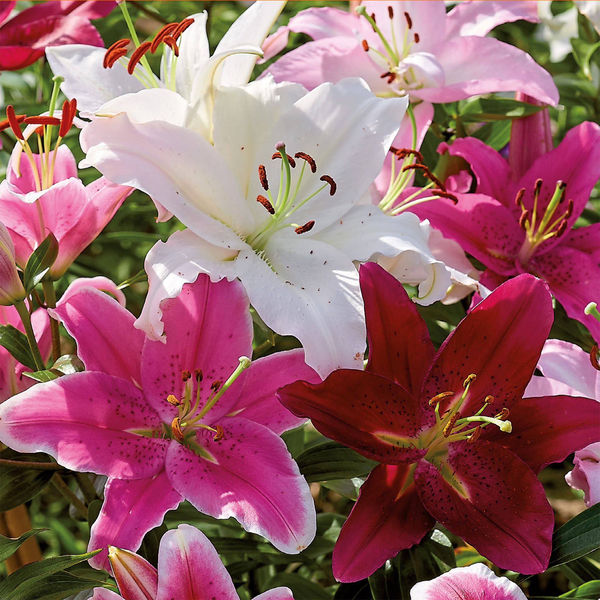 Verve Summer flowering bulb Oriental Lilies mixed 10 Flower bulbs