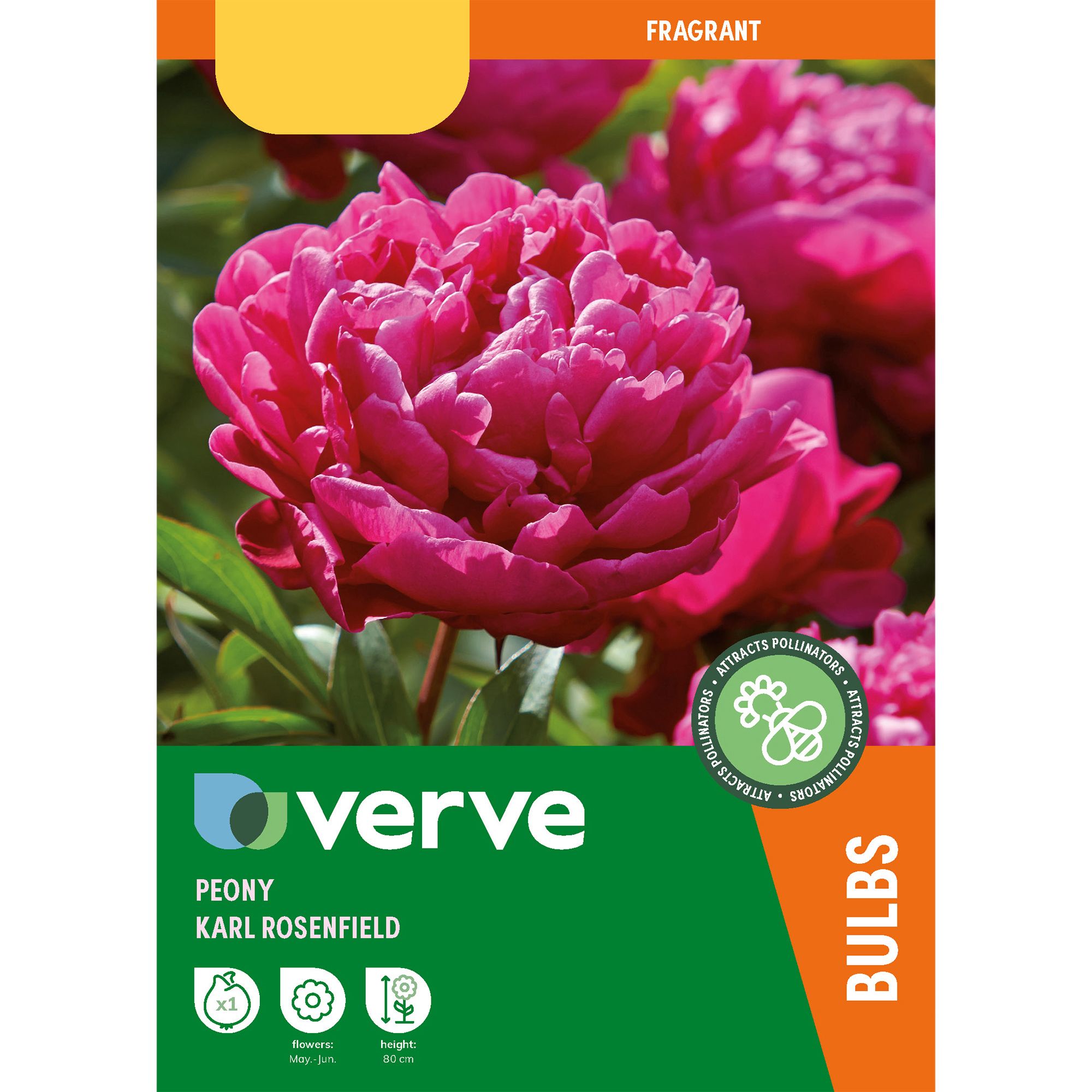 Verve Summer flowering bulb Peony Karl Rosenfield Flower bulb