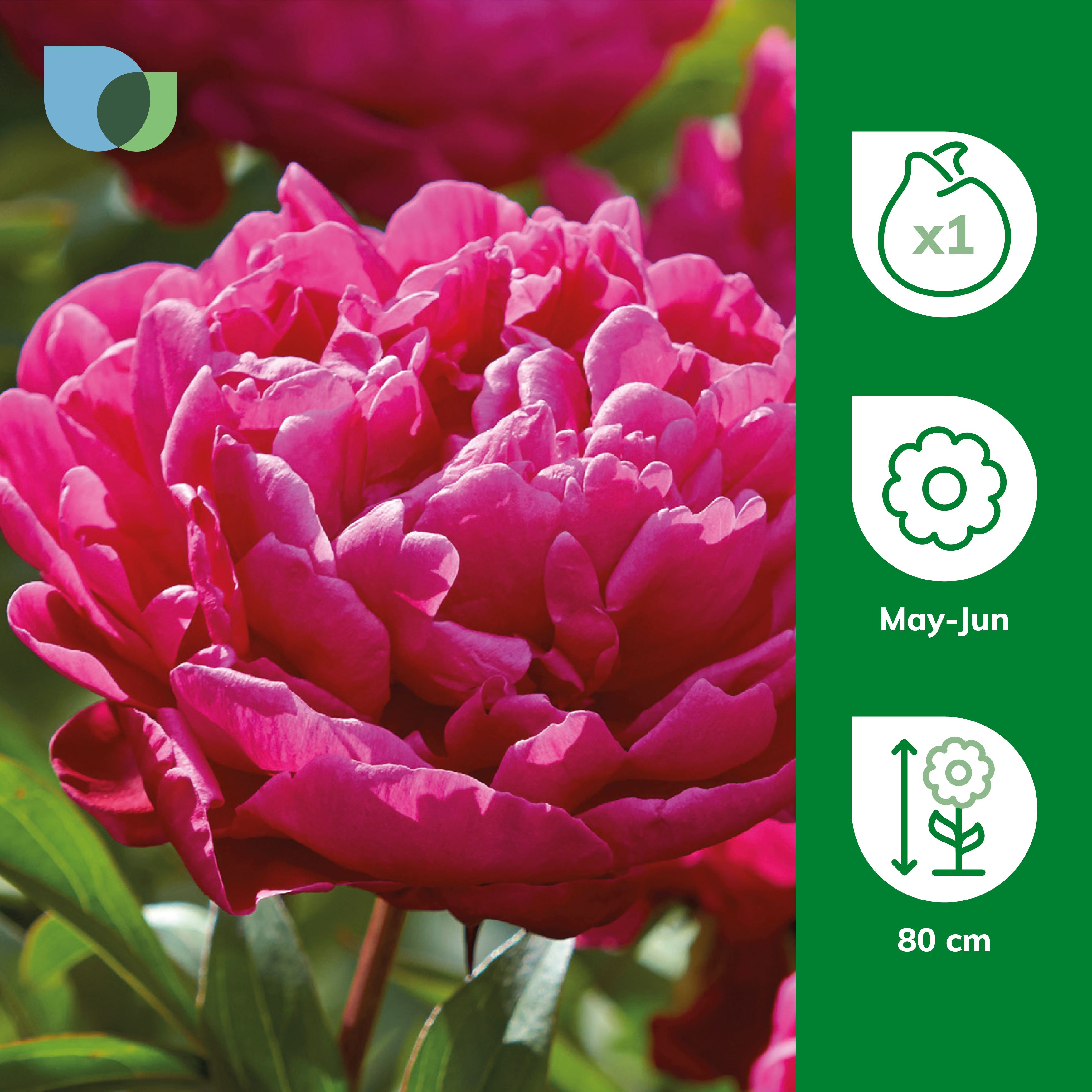 Verve Summer flowering bulb Peony Karl Rosenfield Flower bulb