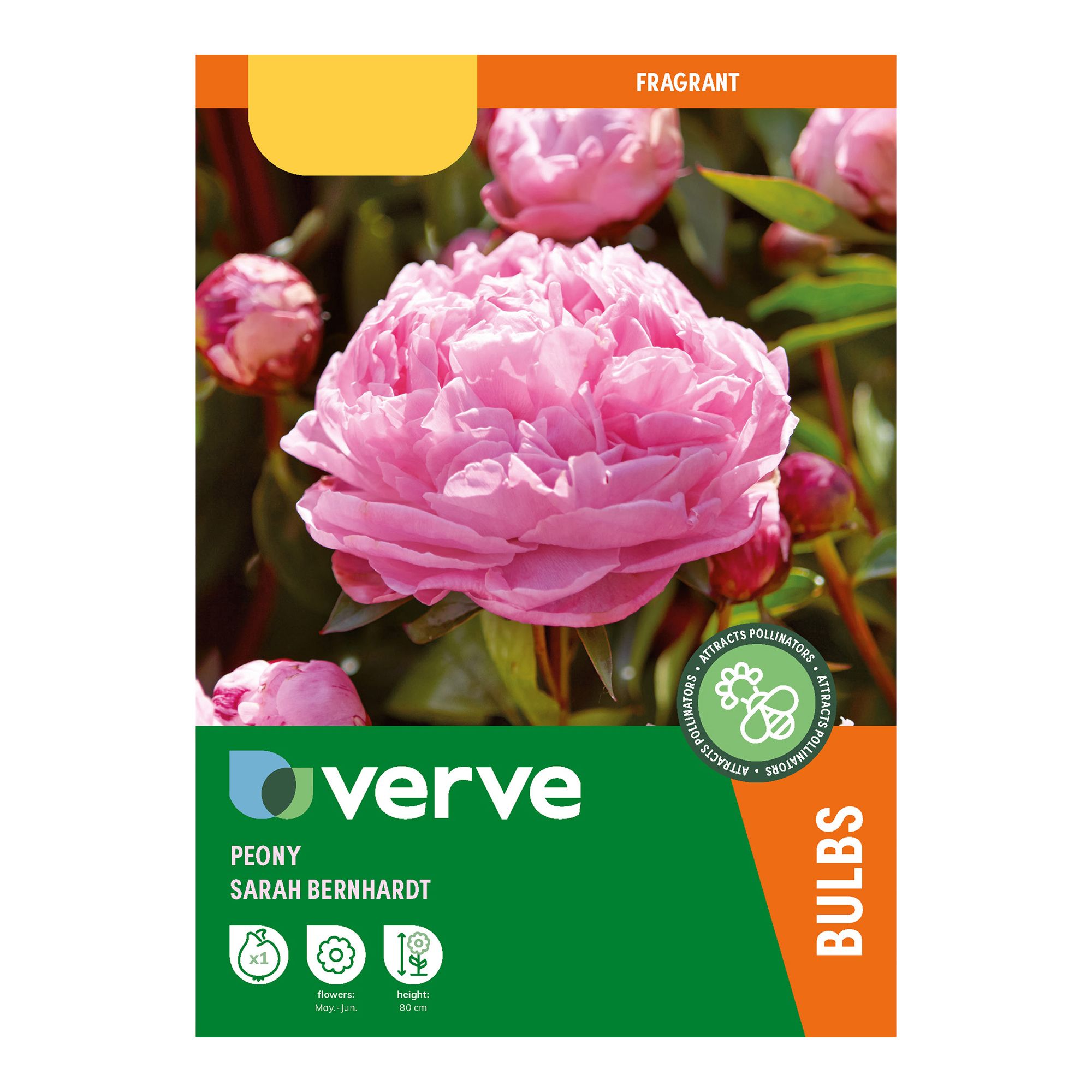 Verve Summer flowering bulb Peony Sarah Bernhardt Flower bulb