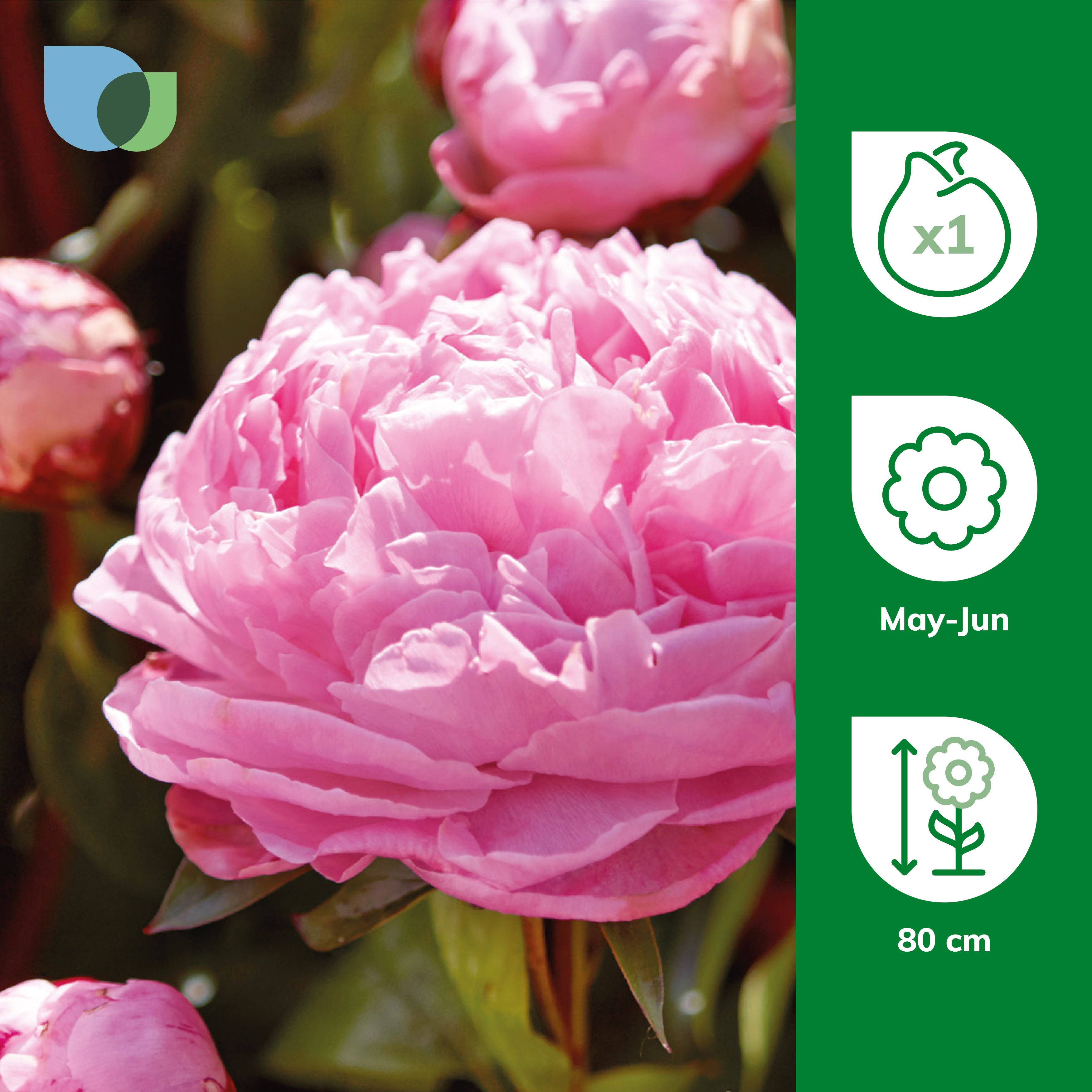 Verve Summer flowering bulb Peony Sarah Bernhardt Flower bulb
