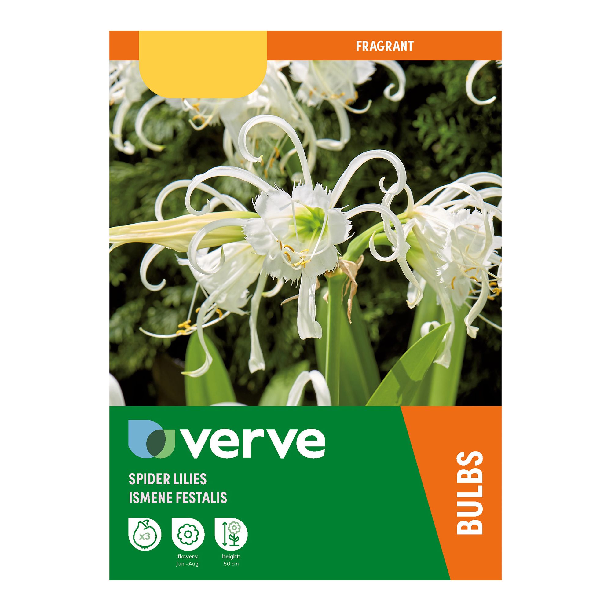 Verve Summer flowering bulb Spider Lily, Peruvian Daffodil 3 Flower bulbs
