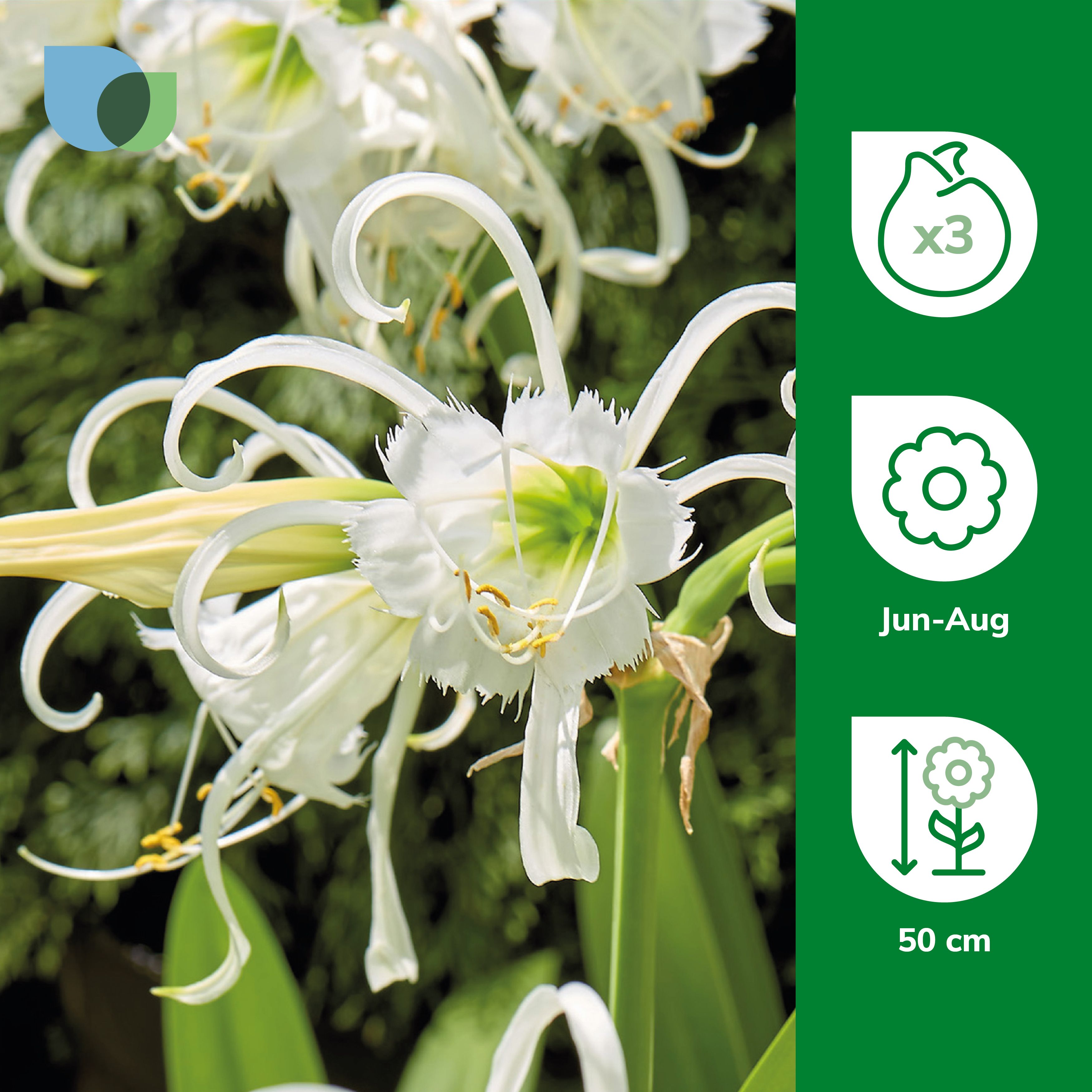 Verve Summer flowering bulb Spider Lily, Peruvian Daffodil 3 Flower bulbs