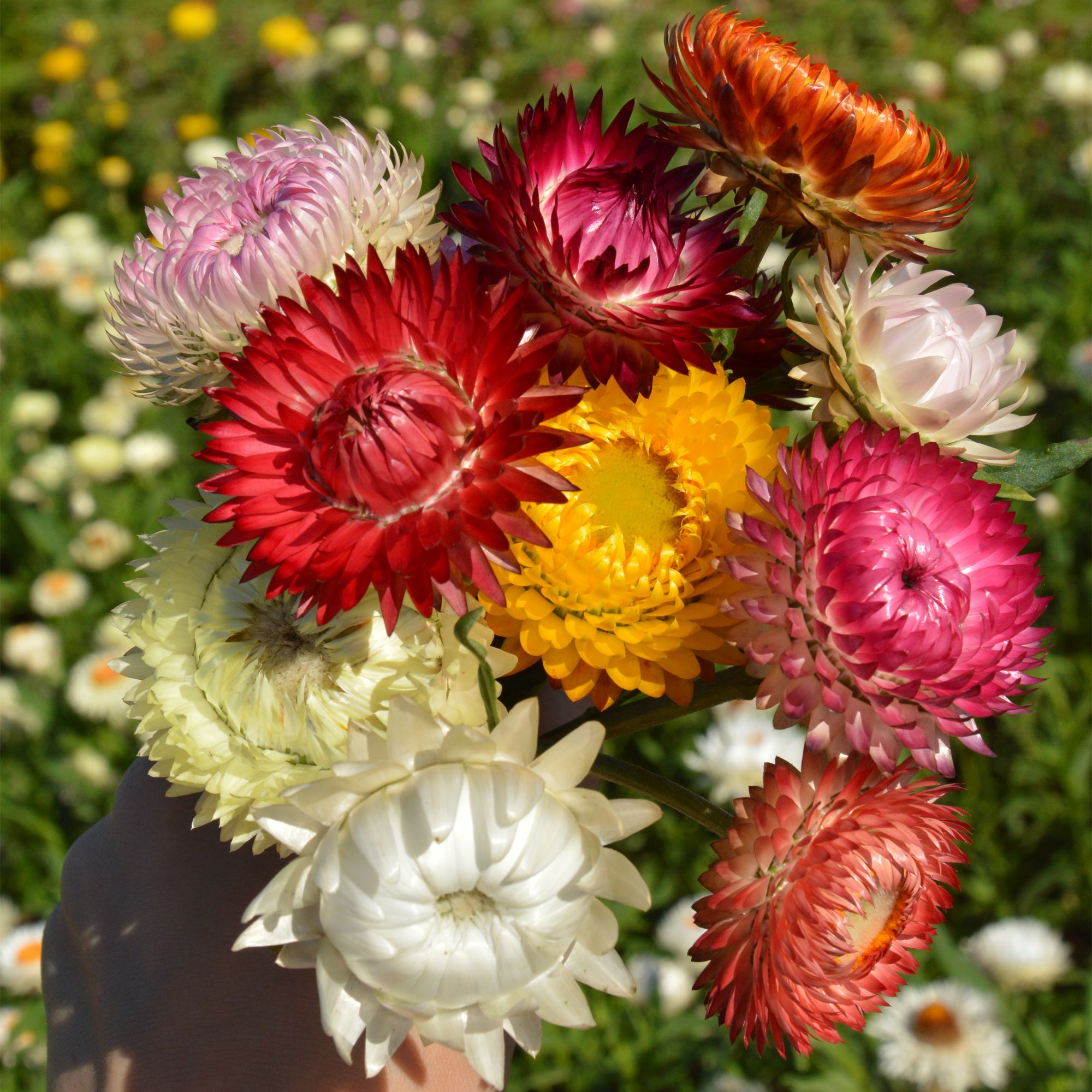 Verve Swiss Giant Flowered Mix Helichrysum Seeds