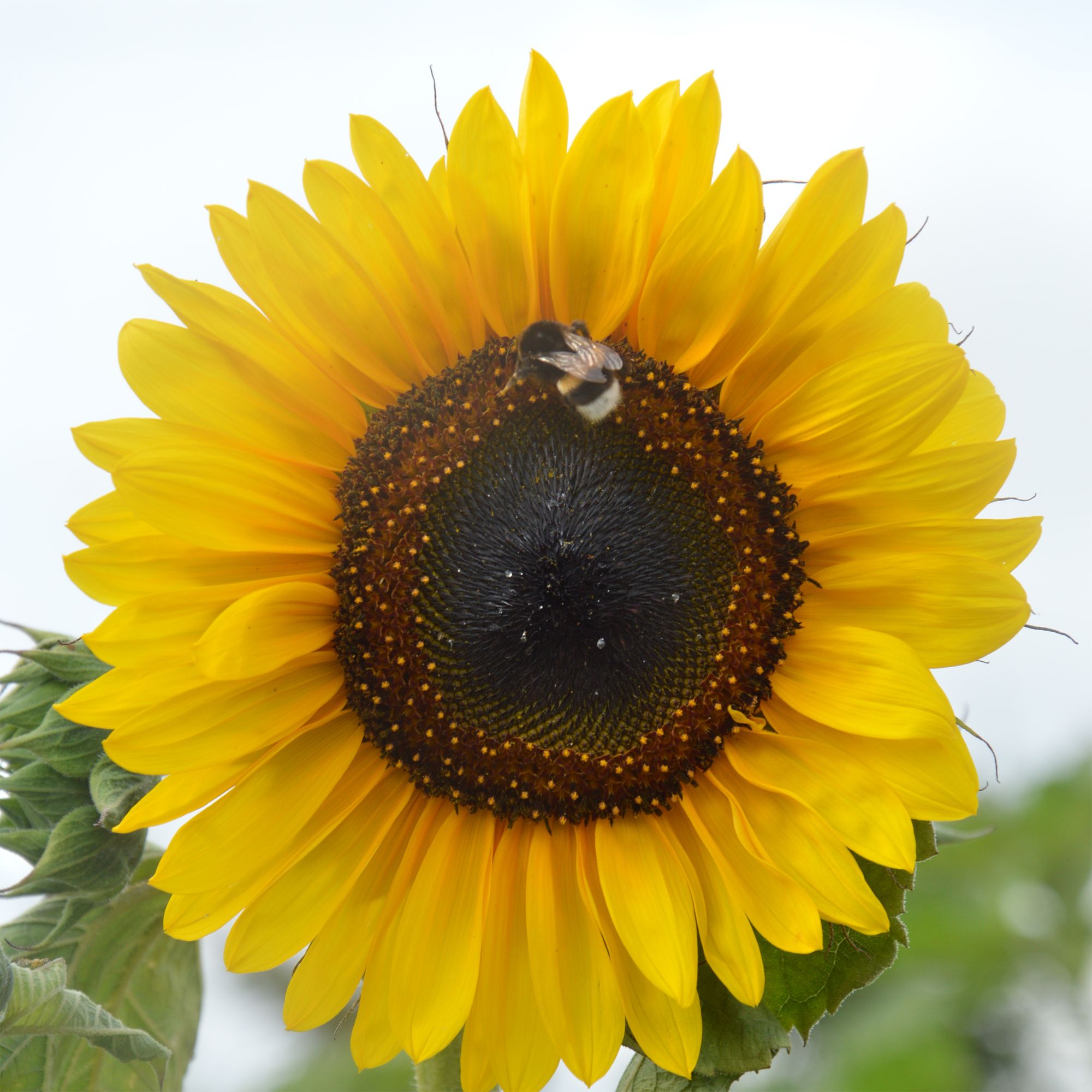 Verve Titan Sunflower Seeds