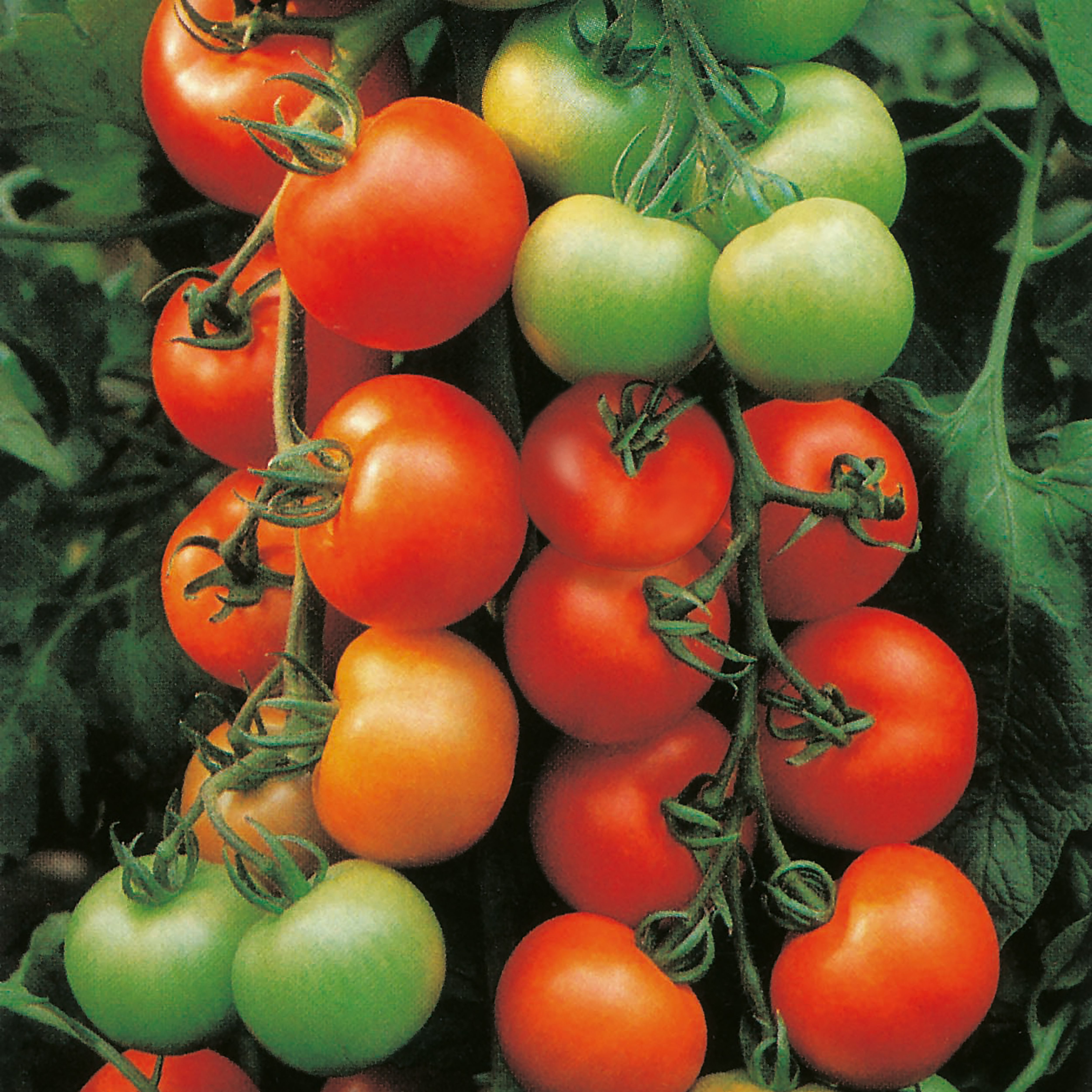 Verve Tomato 'Ailsa Craig' Vegetable Seeds