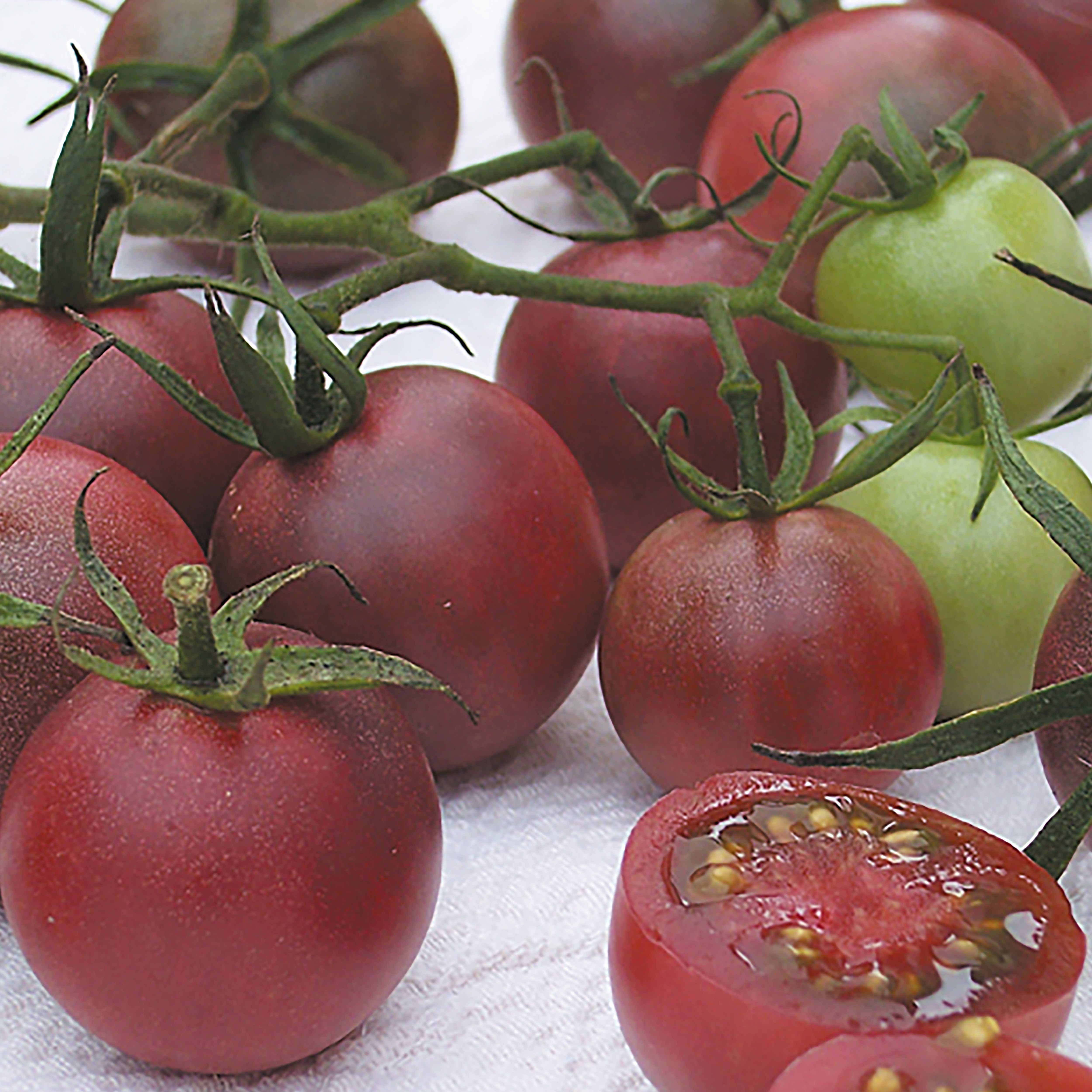 Verve Tomato 'Cherry Chocolate' Vegetable Seeds