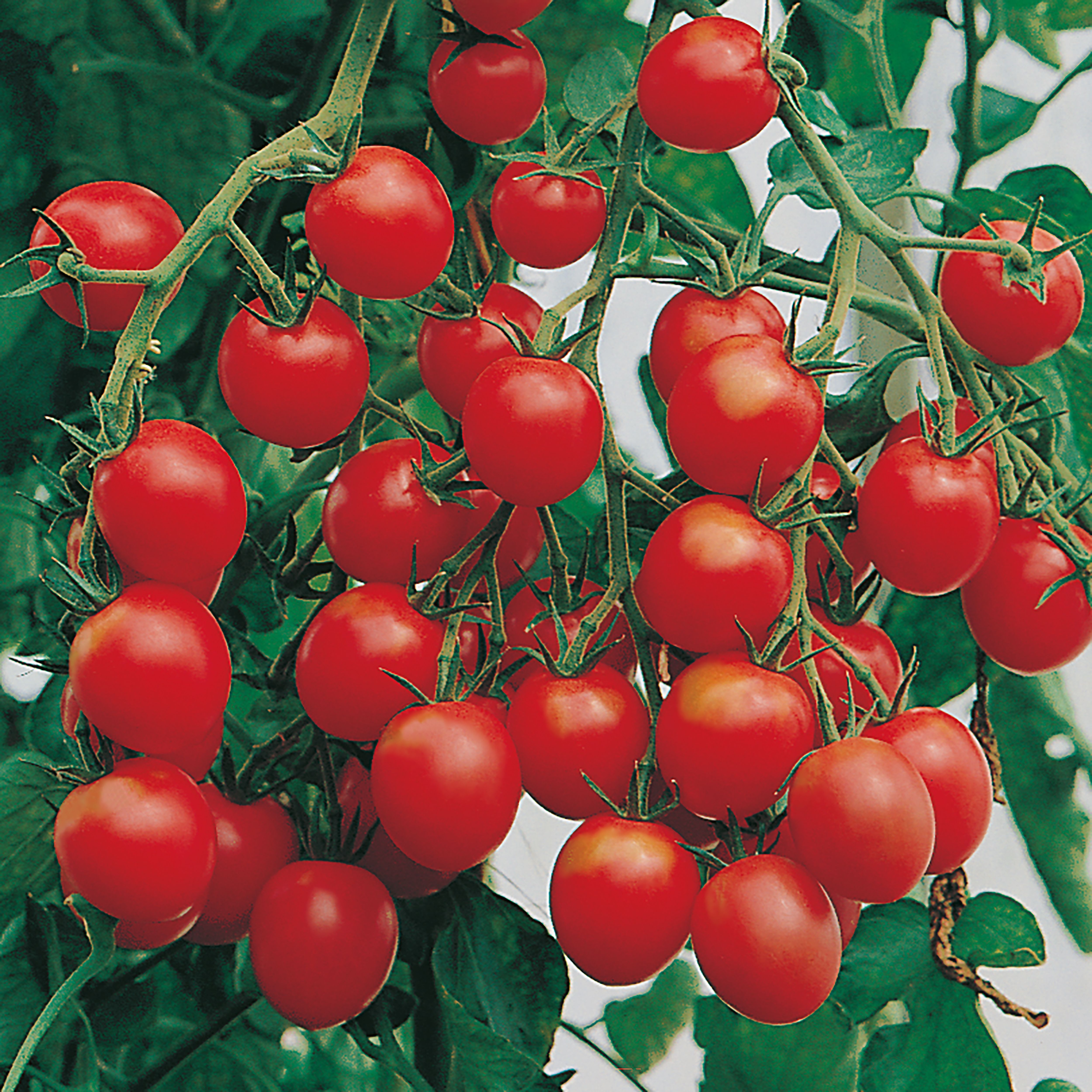 Verve Tomato 'Gardener's Delight' Vegetable Seeds