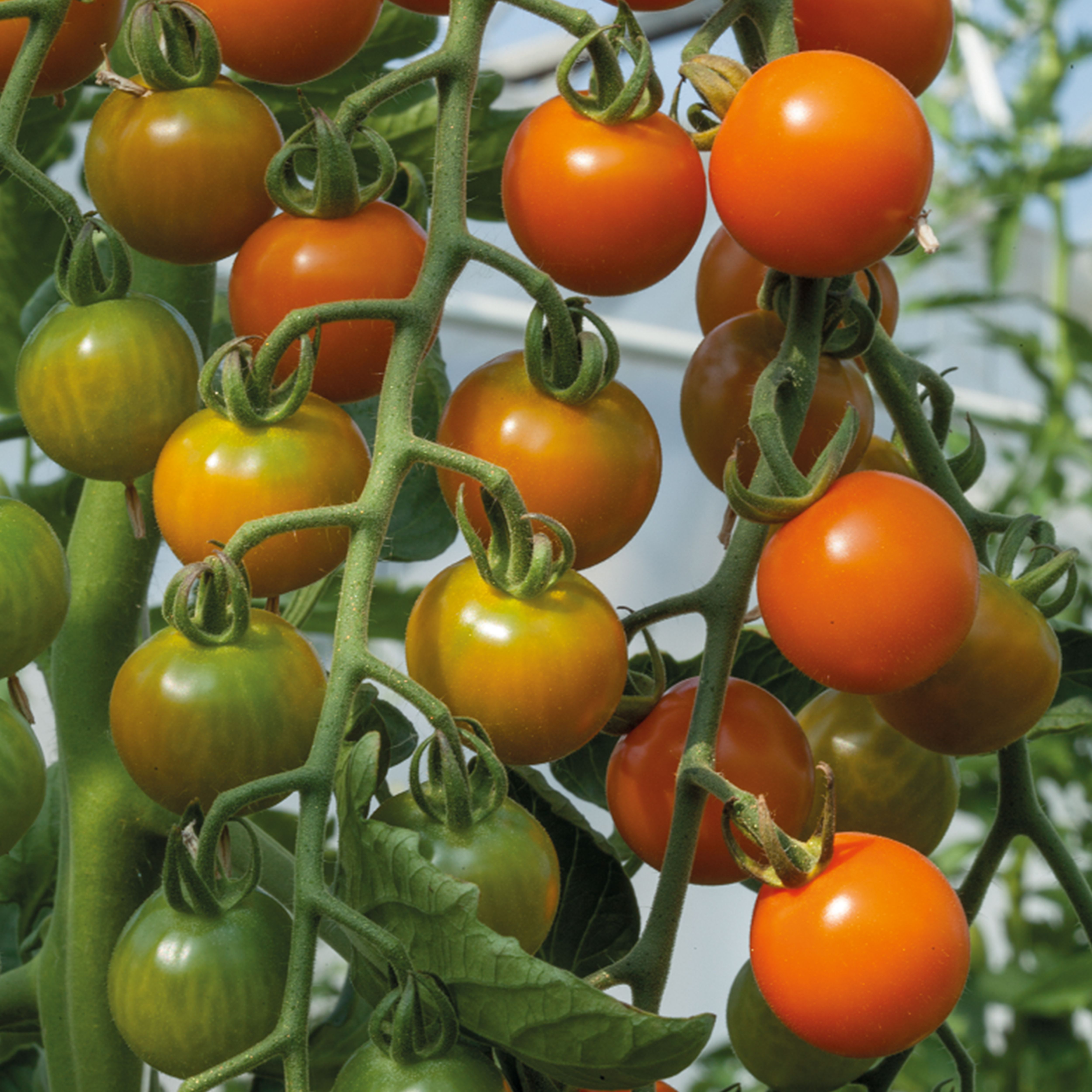 Verve Tomato 'Honeycomb F1' Vegetable Seeds