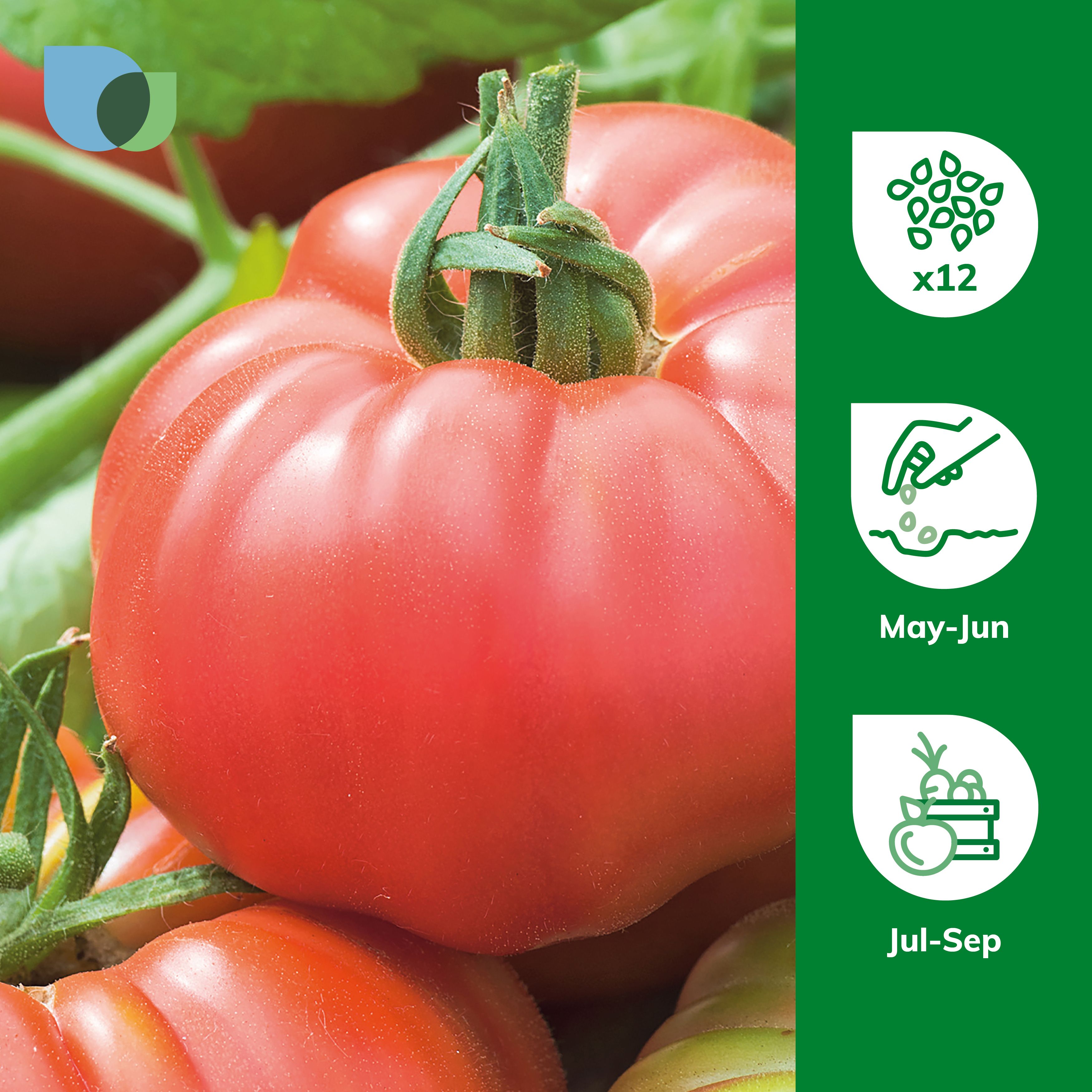 VERVE TOMATO 'PONDEROSA PINK' VEGETABLE SEEDS