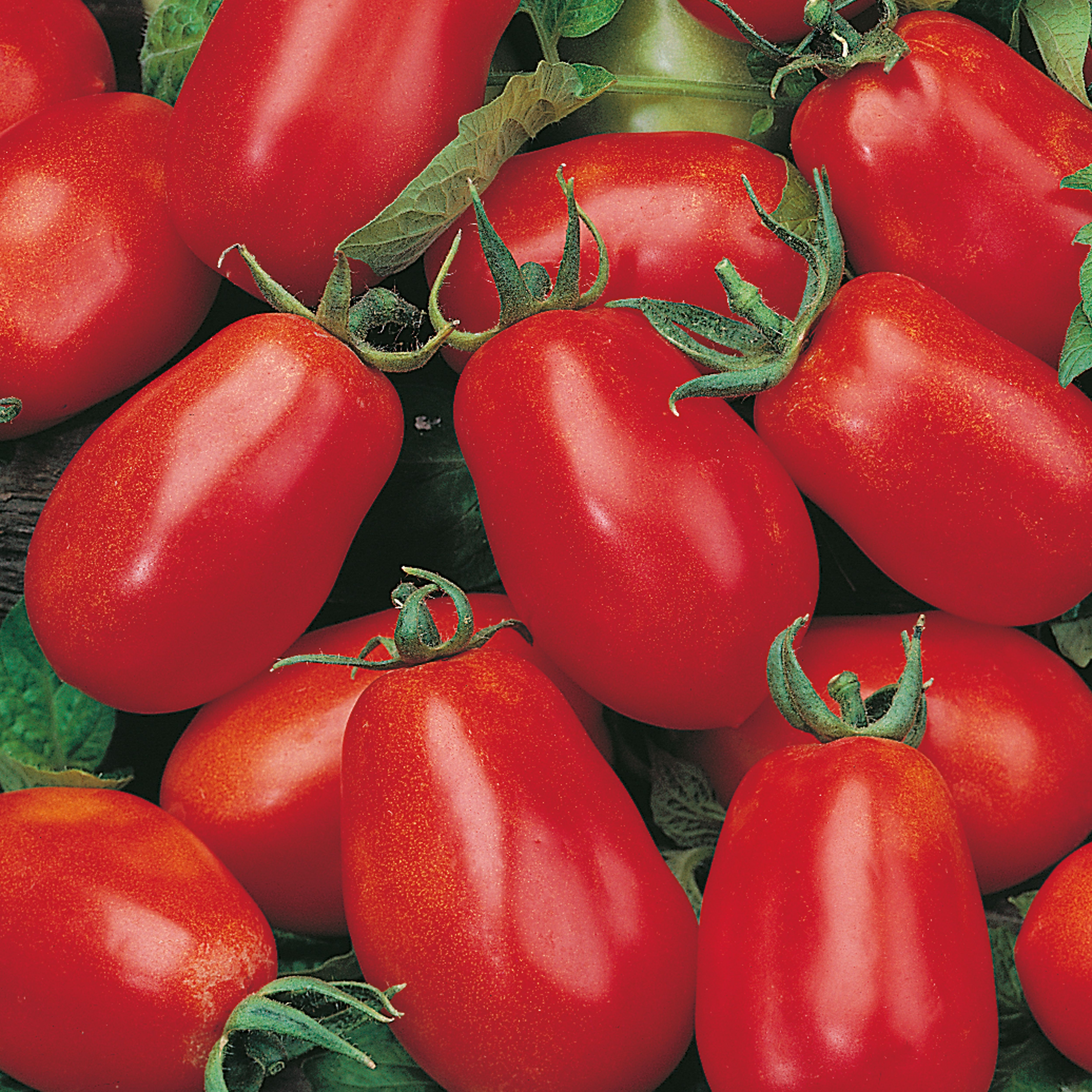 Verve Tomato 'Roma VF' Vegetable Seeds