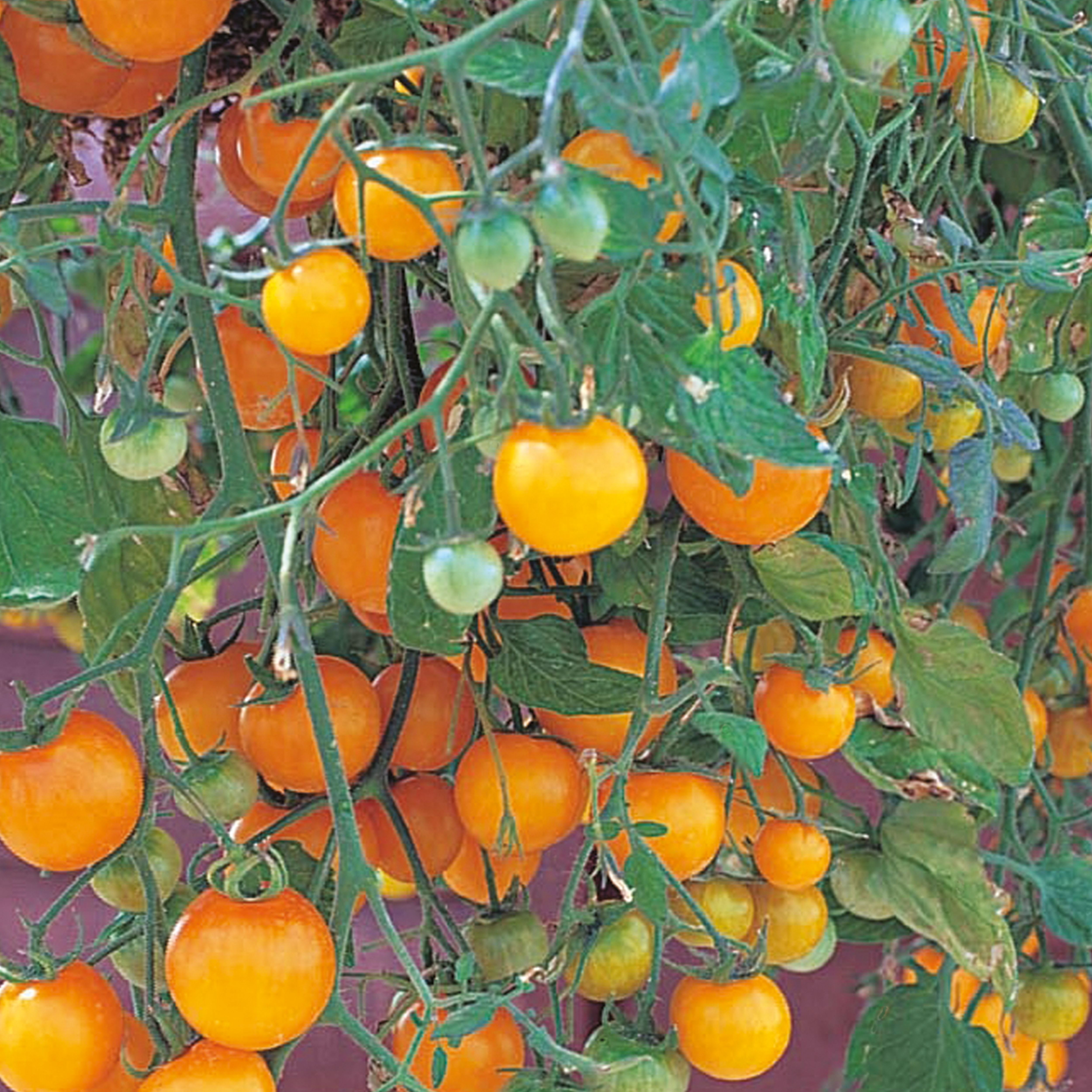 Verve Tomato 'Tumbling Mix' Vegetable Seeds