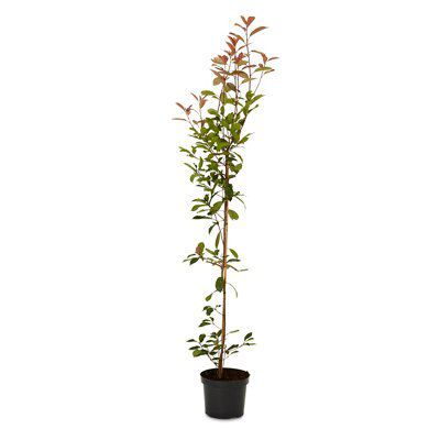 Verve Tree Red Robin | DIY at B&Q