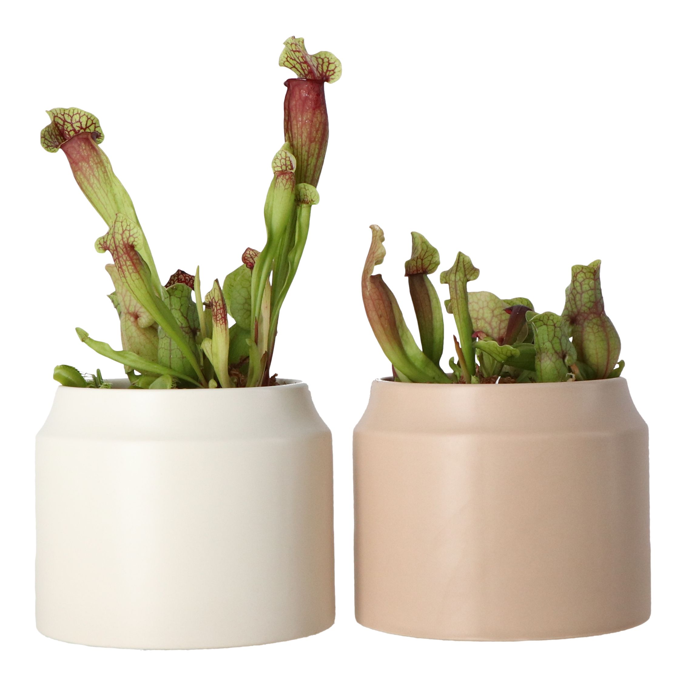 Verve Trumpet Pitcher/ Venus Flytrap in Ceramic Decorative pot 14cm