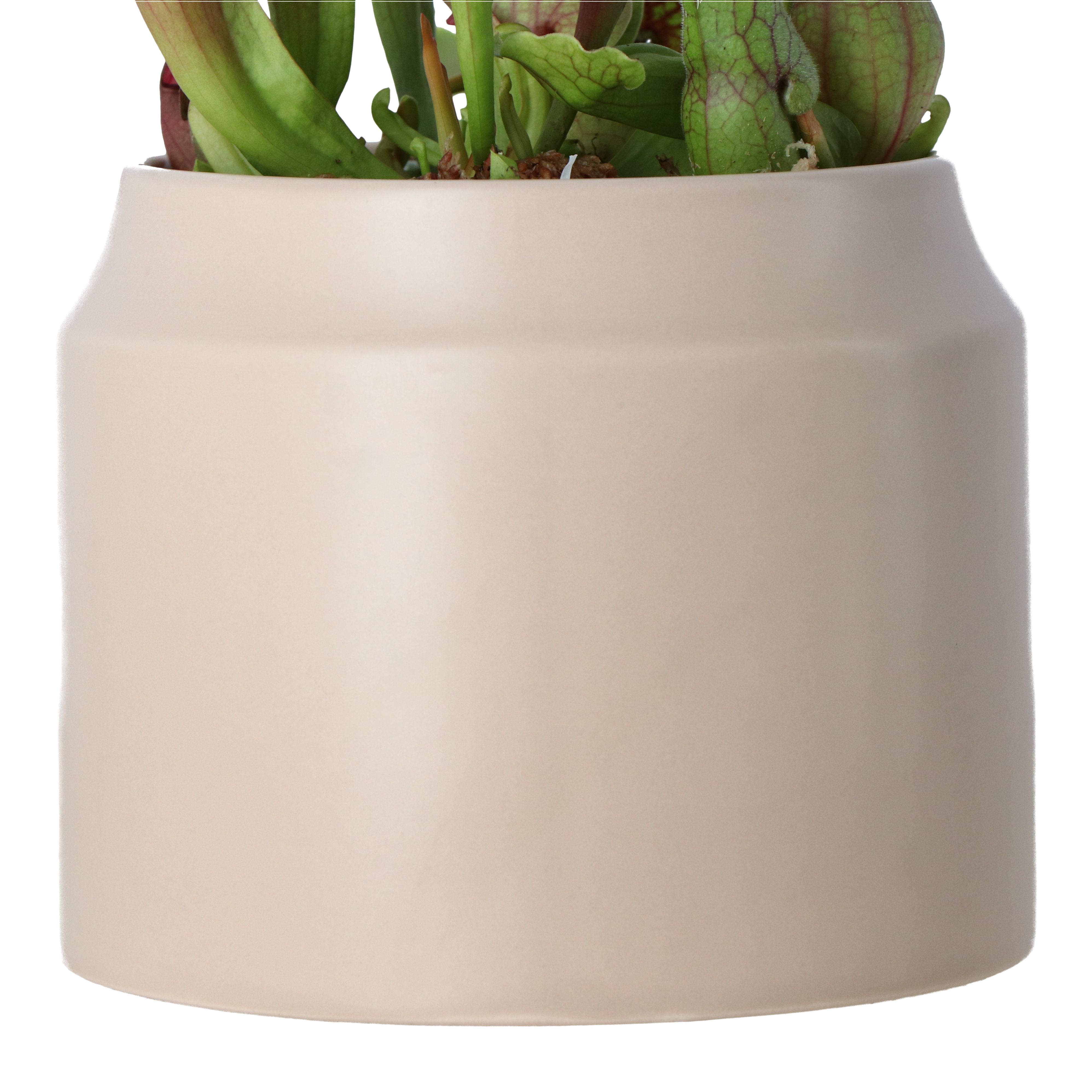 Verve Trumpet Pitcher/ Venus Flytrap in Ceramic Decorative pot 14cm