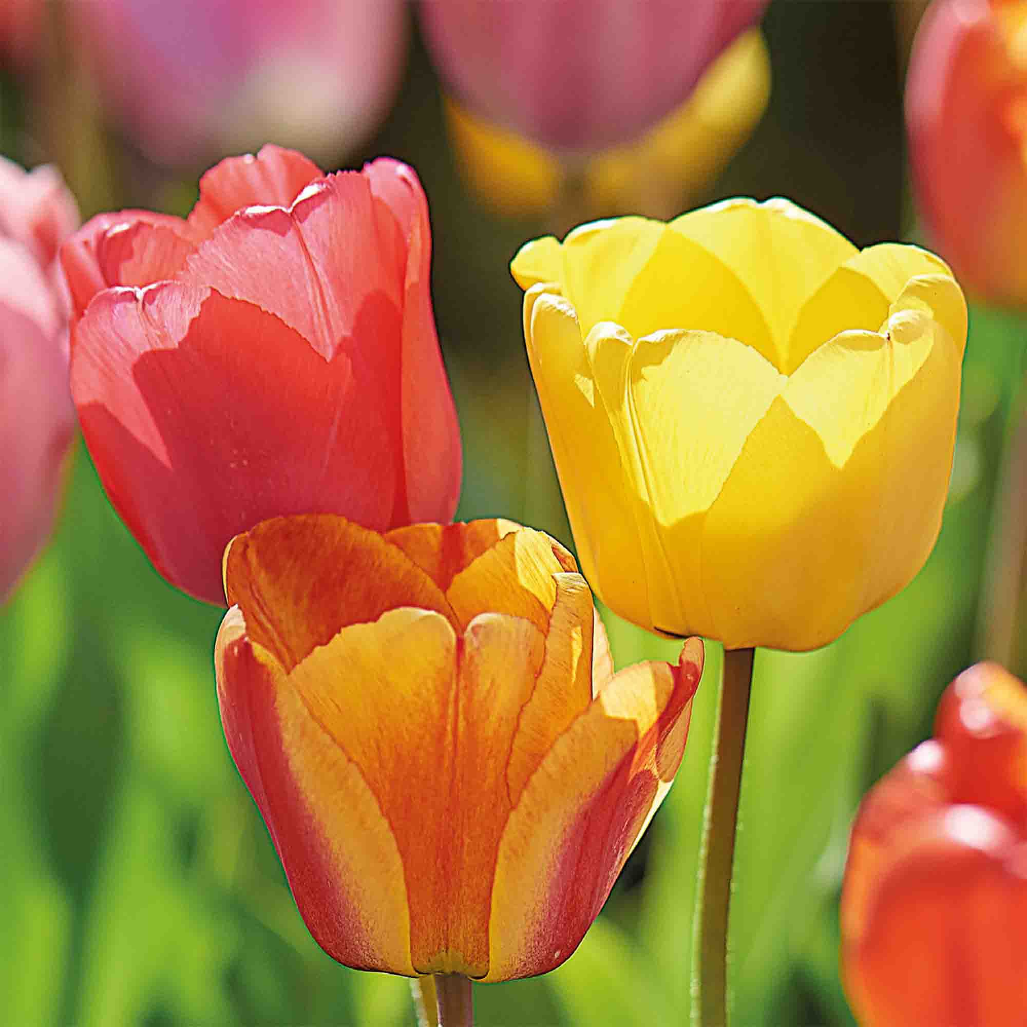 Verve Tulip Darwin Mixed 40 Flower bulbs, Tall