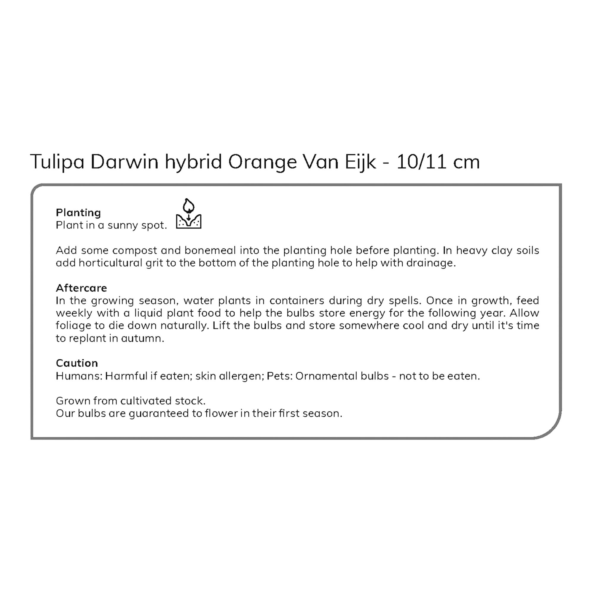 Verve Tulip Orange Van Eijk 10 Flower bulbs, Tall