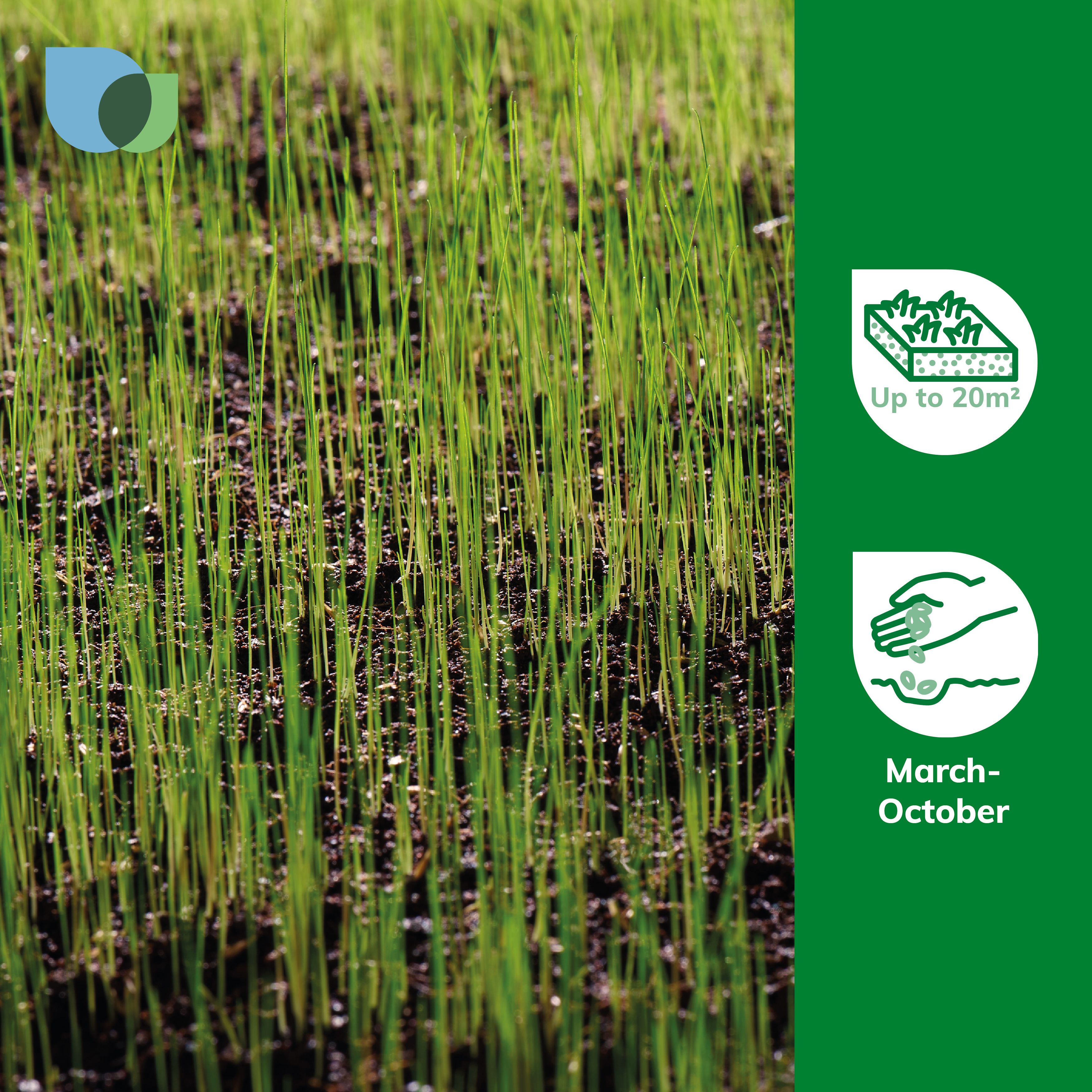 Verve Universal Grass seeds, 0.5kg 20m²