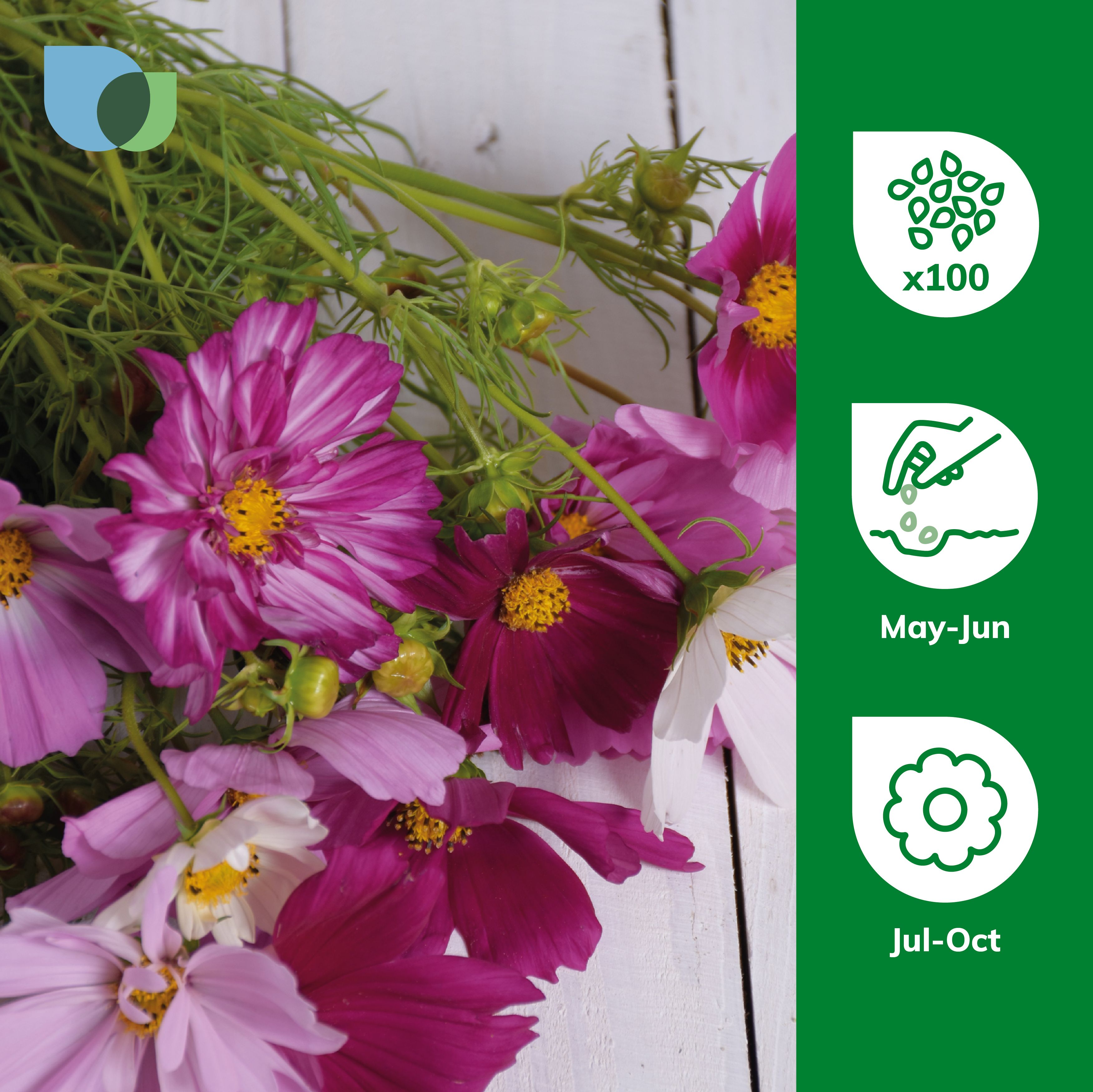 Verve Vega dwarf mix Cosmos Flower Seeds