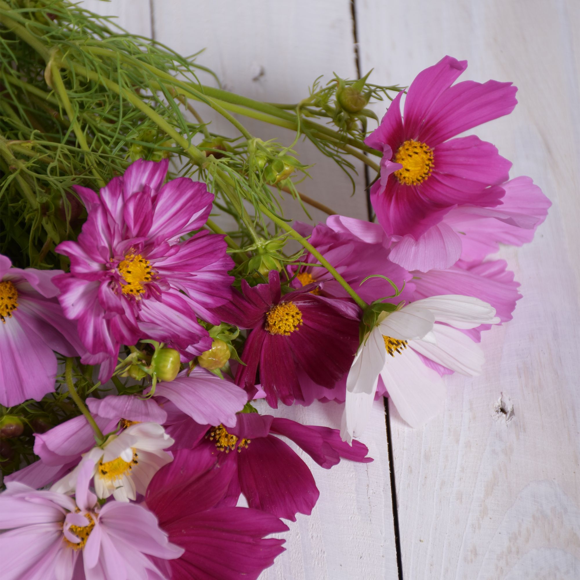 Verve Vega dwarf mix Cosmos Flower Seeds