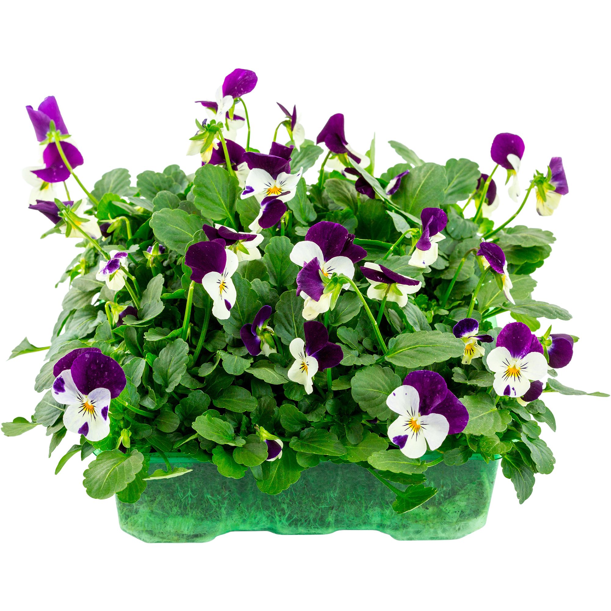 Verve Viola | DIY at B&Q