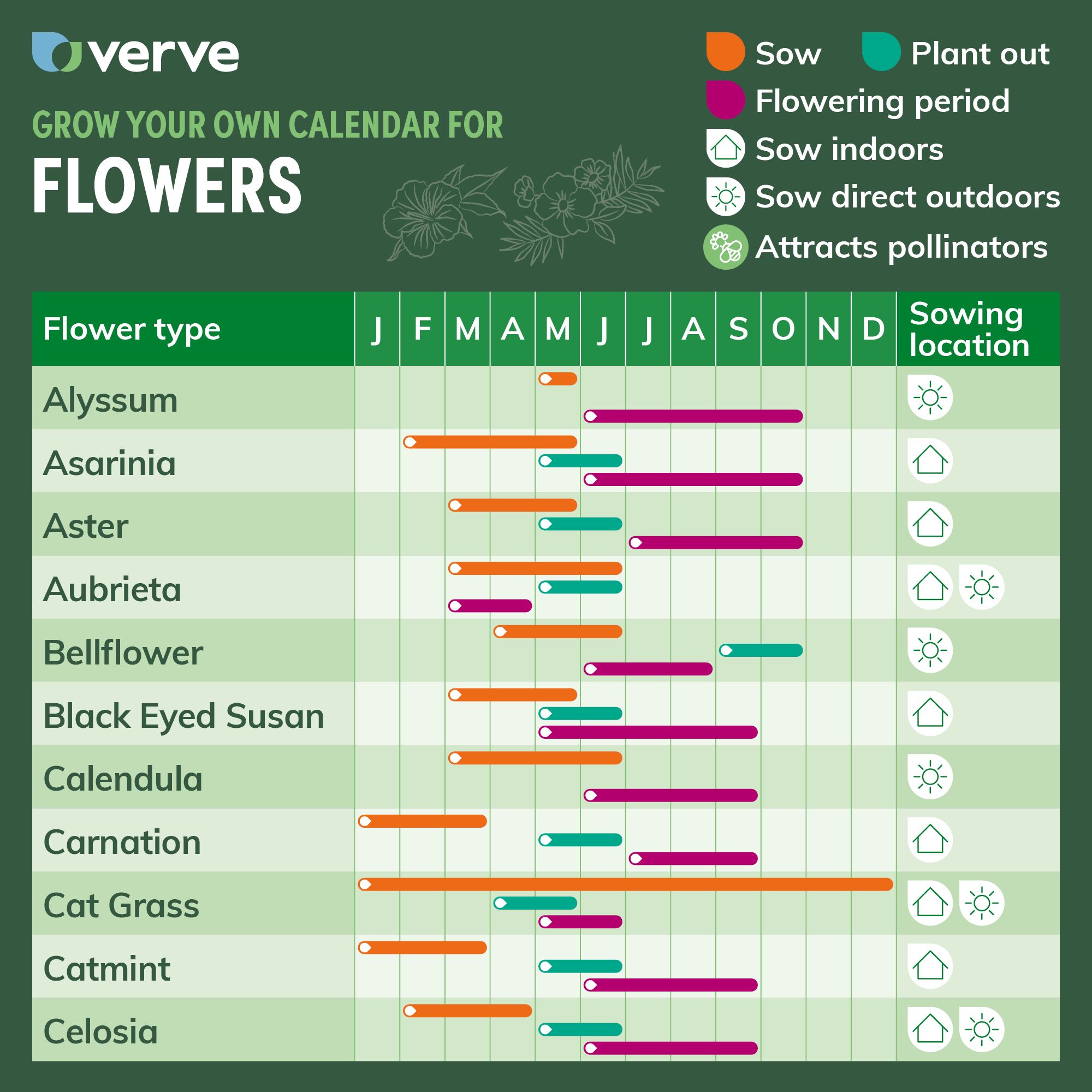 Verve Violet Queen Allyssum Seeds