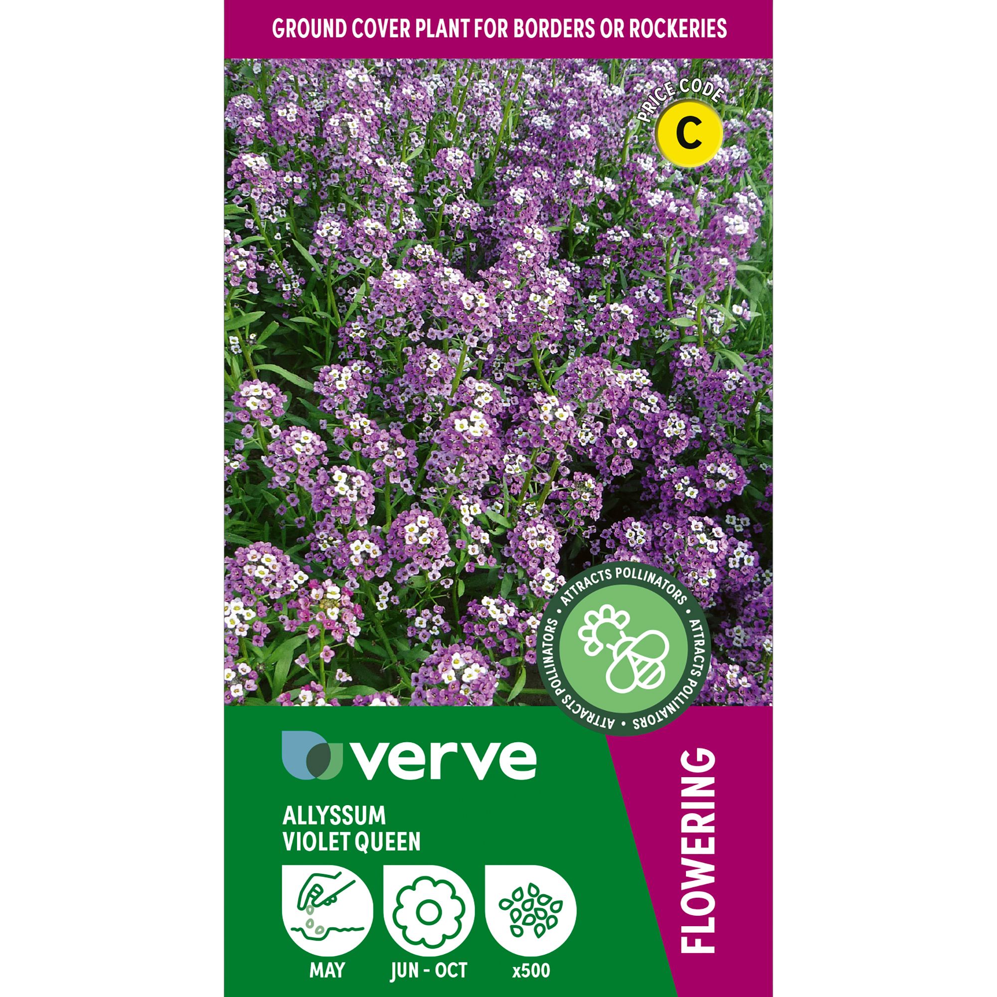 Verve Violet Queen Allyssum Seeds
