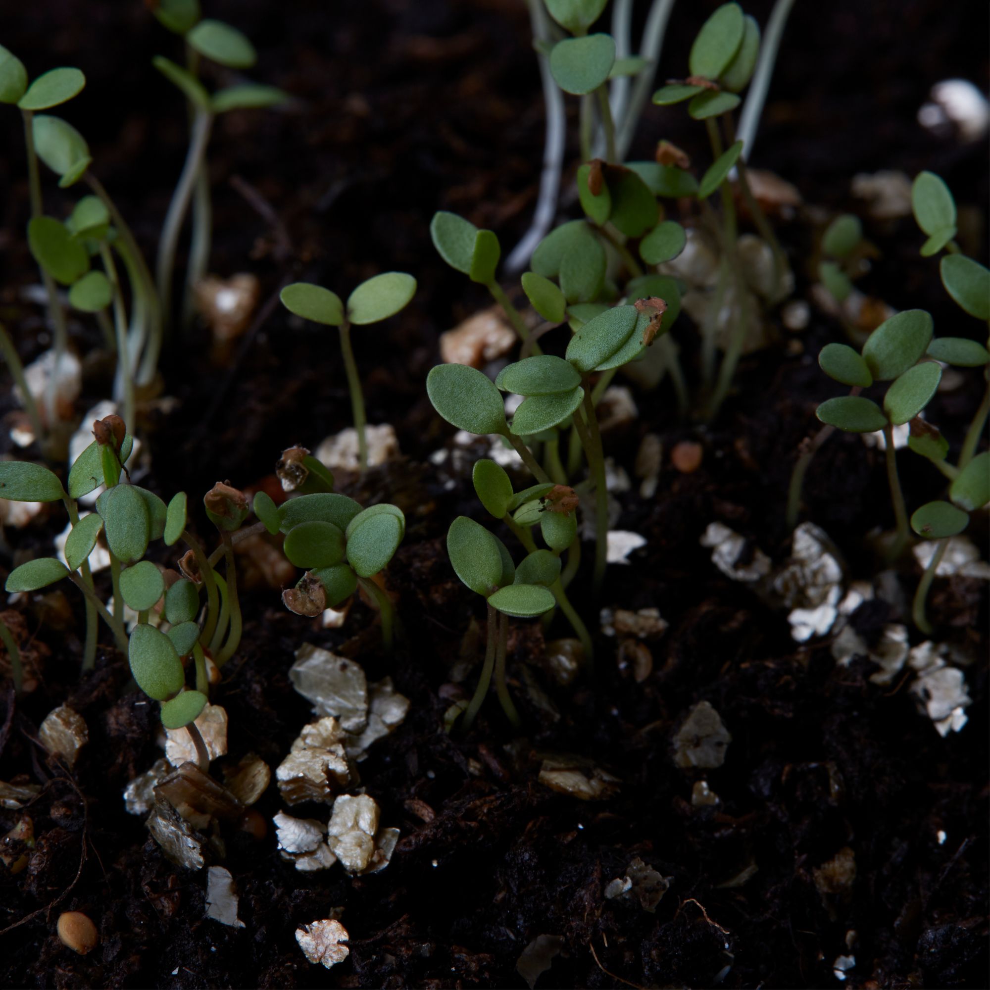 Verve Violet Queen Allyssum Seeds