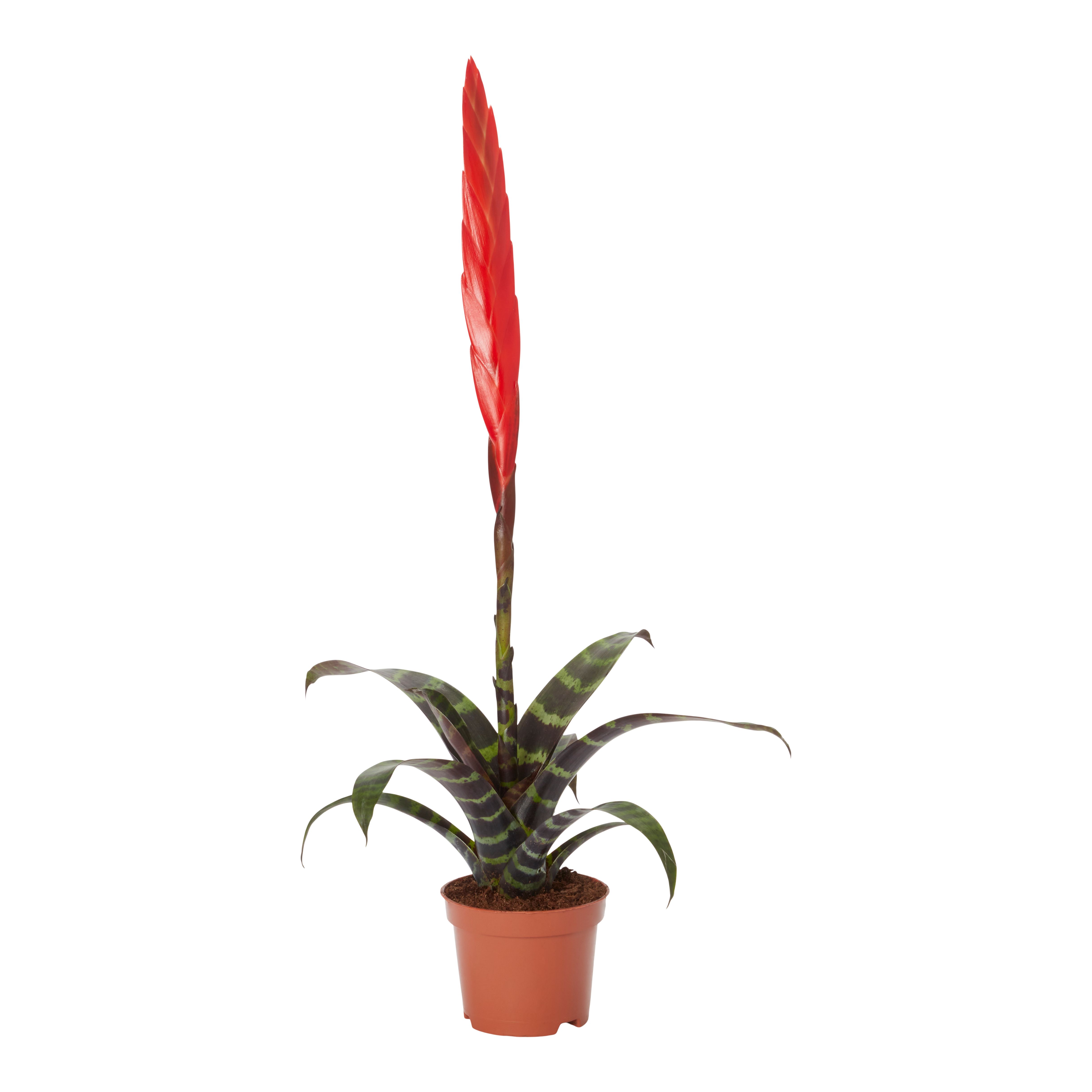 Verve Vriesea era in Plastic Grow pot 9cm | DIY at B&Q