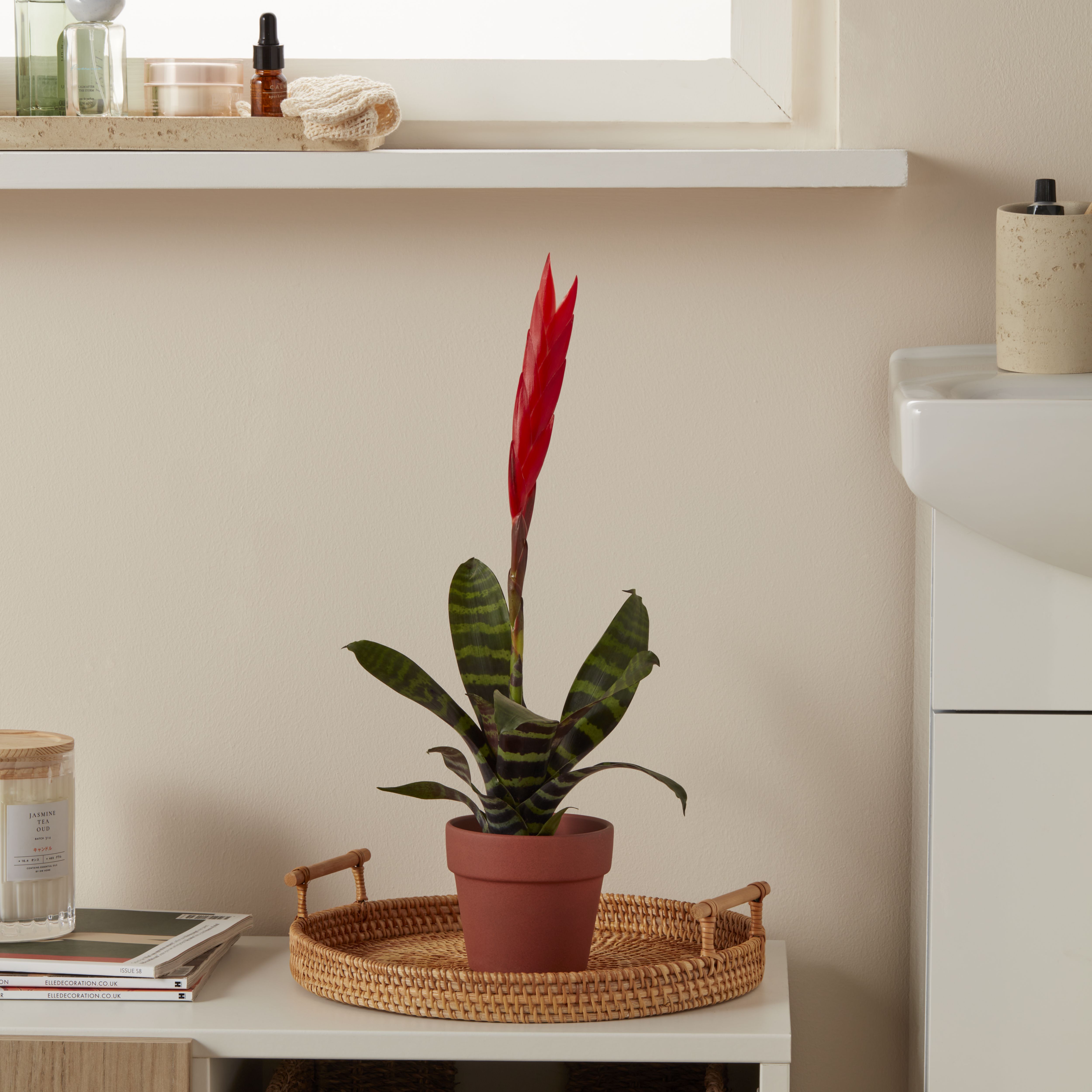 Verve Vriesea era in Terracotta Plastic Grow pot 9cm