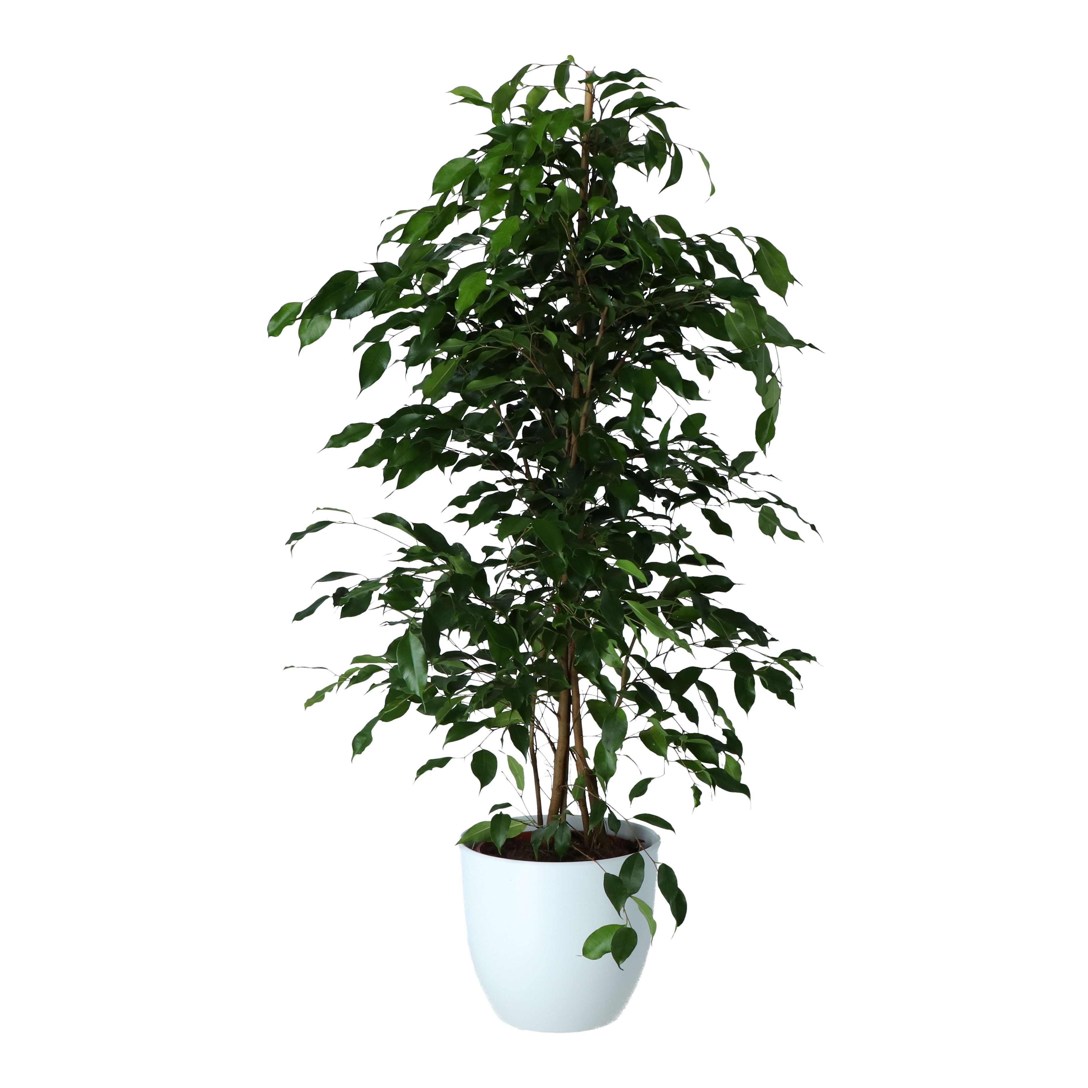Verve Weeping fig in Available in grey, taupe or white Ceramic Pot 24cm