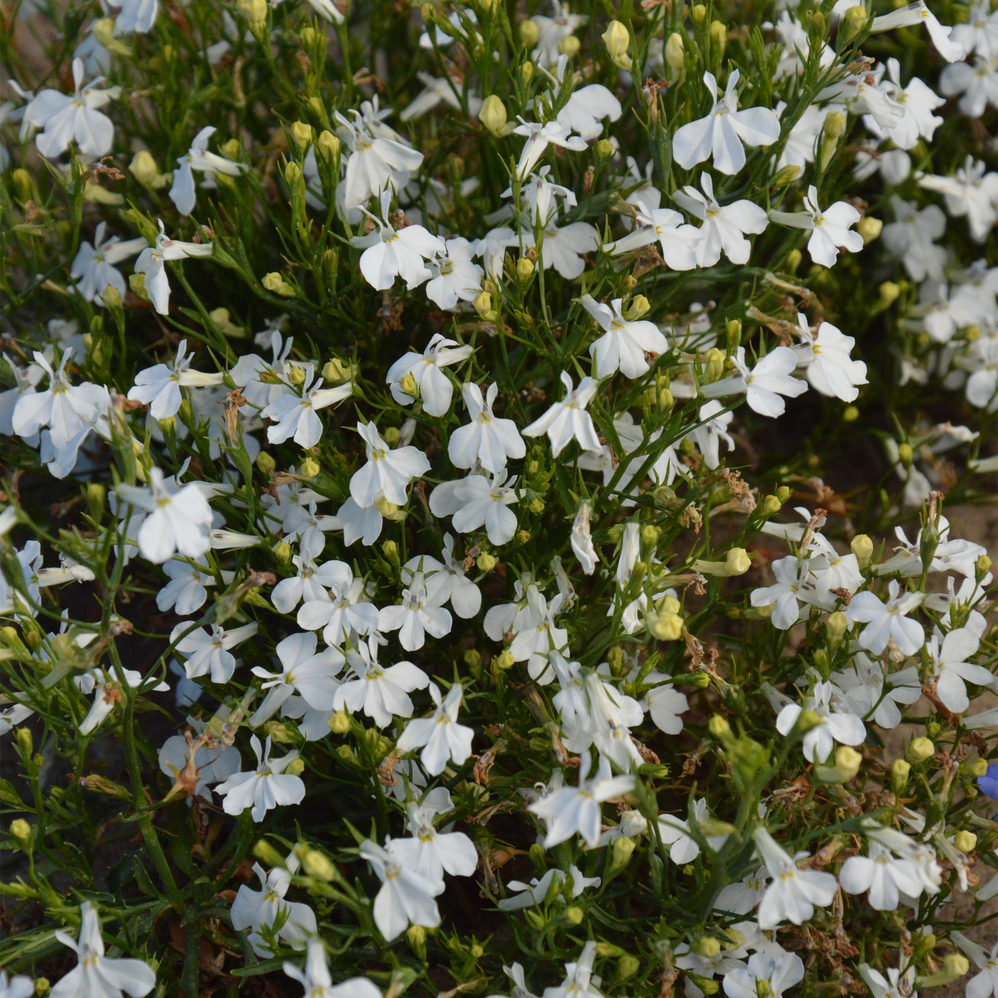 Verve White Cascade Lobelia Seeds