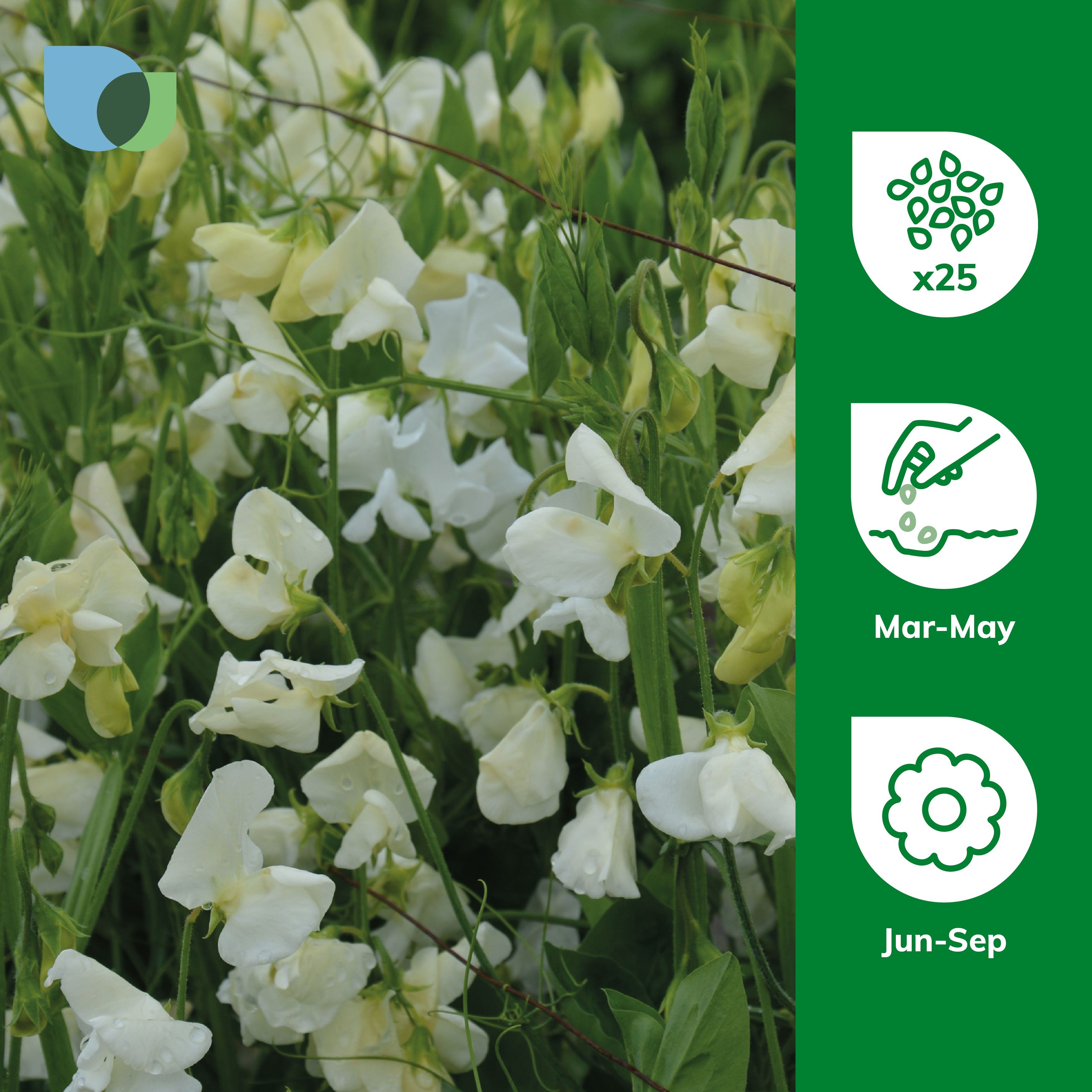 Verve White Sweet Pea Seeds