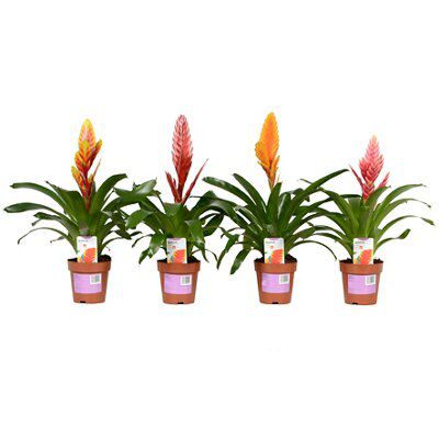 VRIESEA ASSORTED