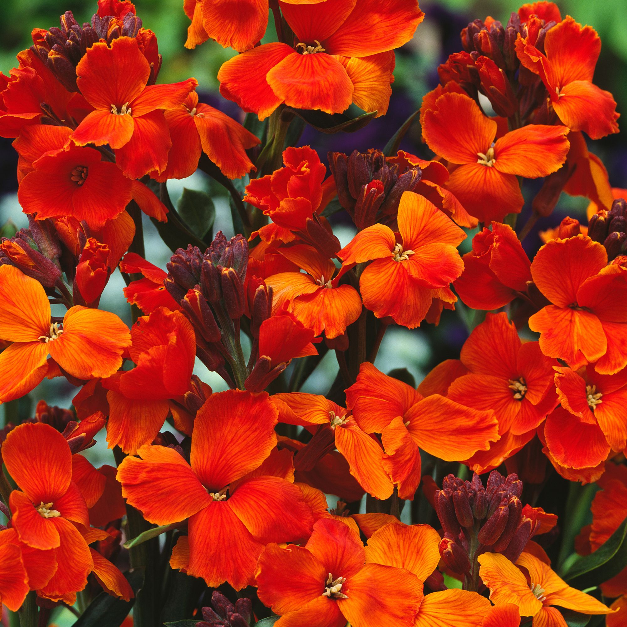 Buy Wallflower Sunset Autumn Bedding plant 17cm, Pack of 2 | DIY at B&Q