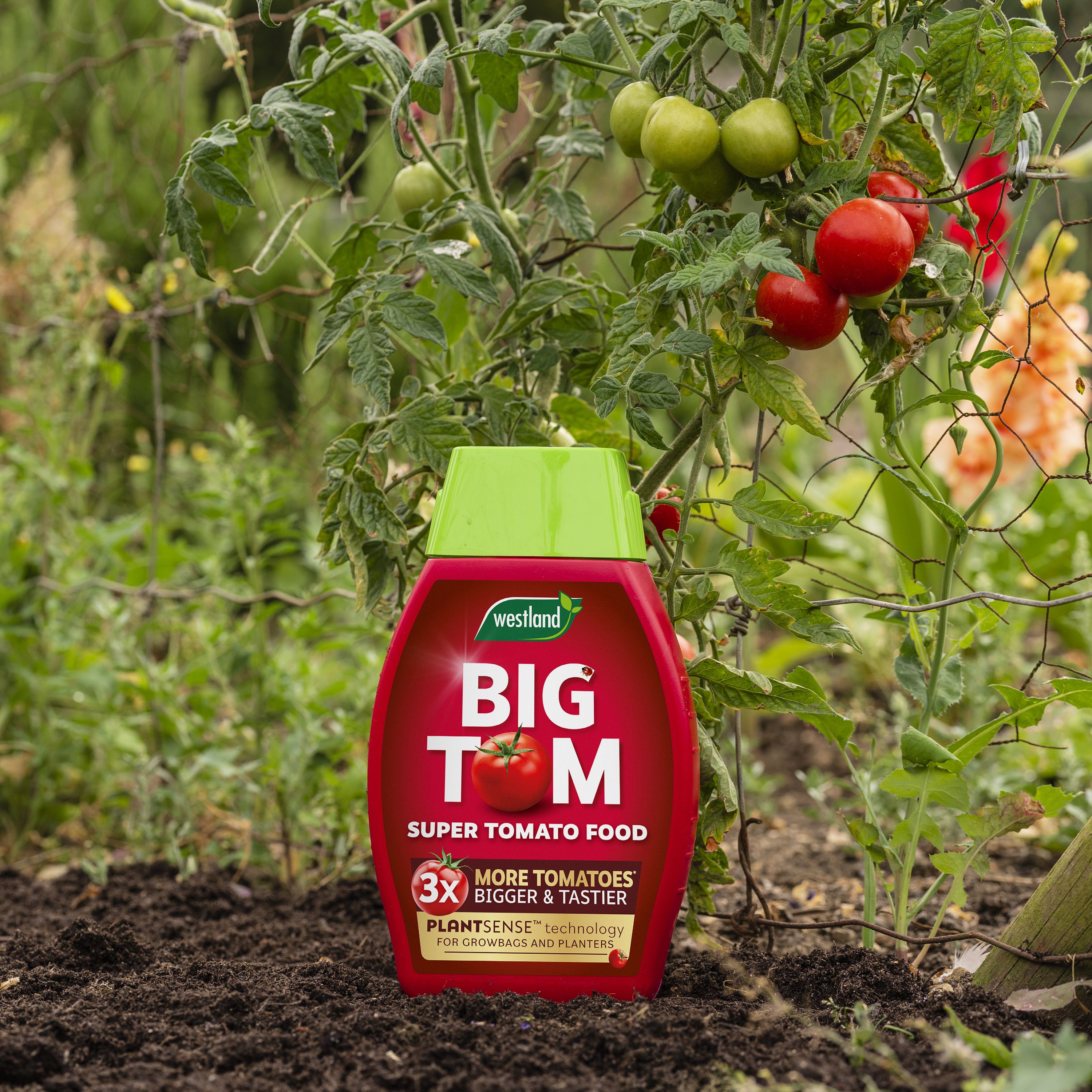 Westland Big Tom Liquid Plant feed, 1L