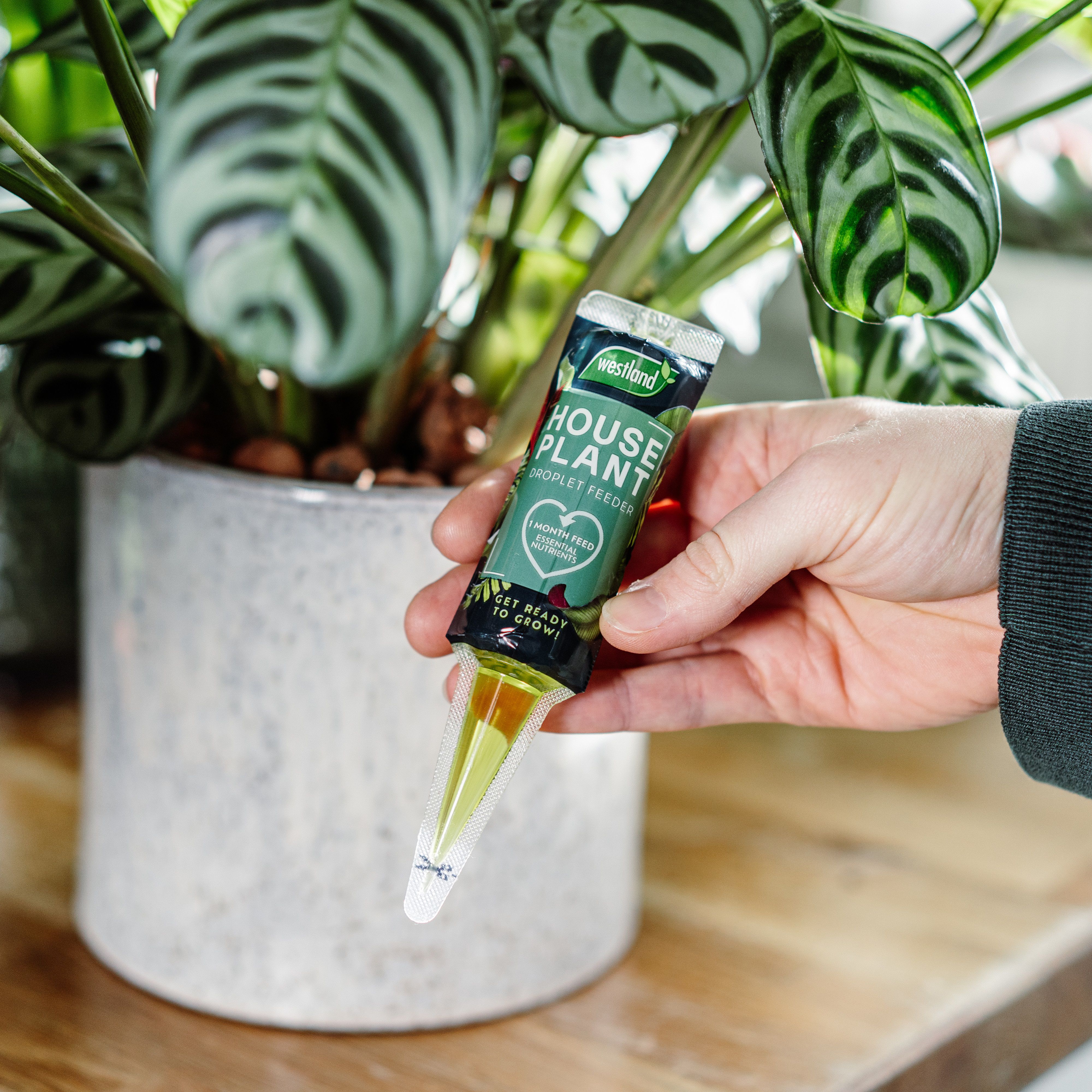 Westland Liquid Drip feeder, 40ml