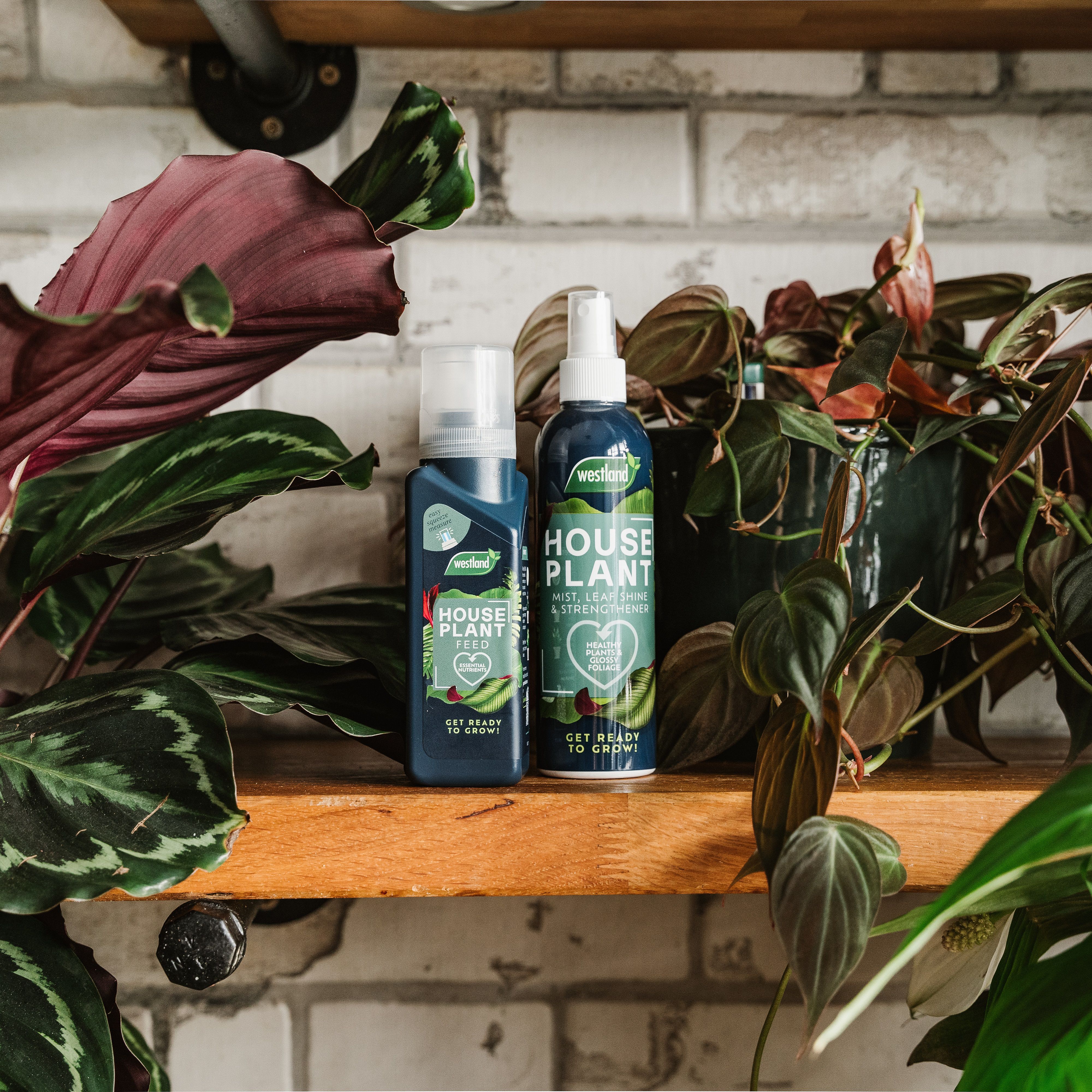 Westland Liquid Leaf shiner, 250ml