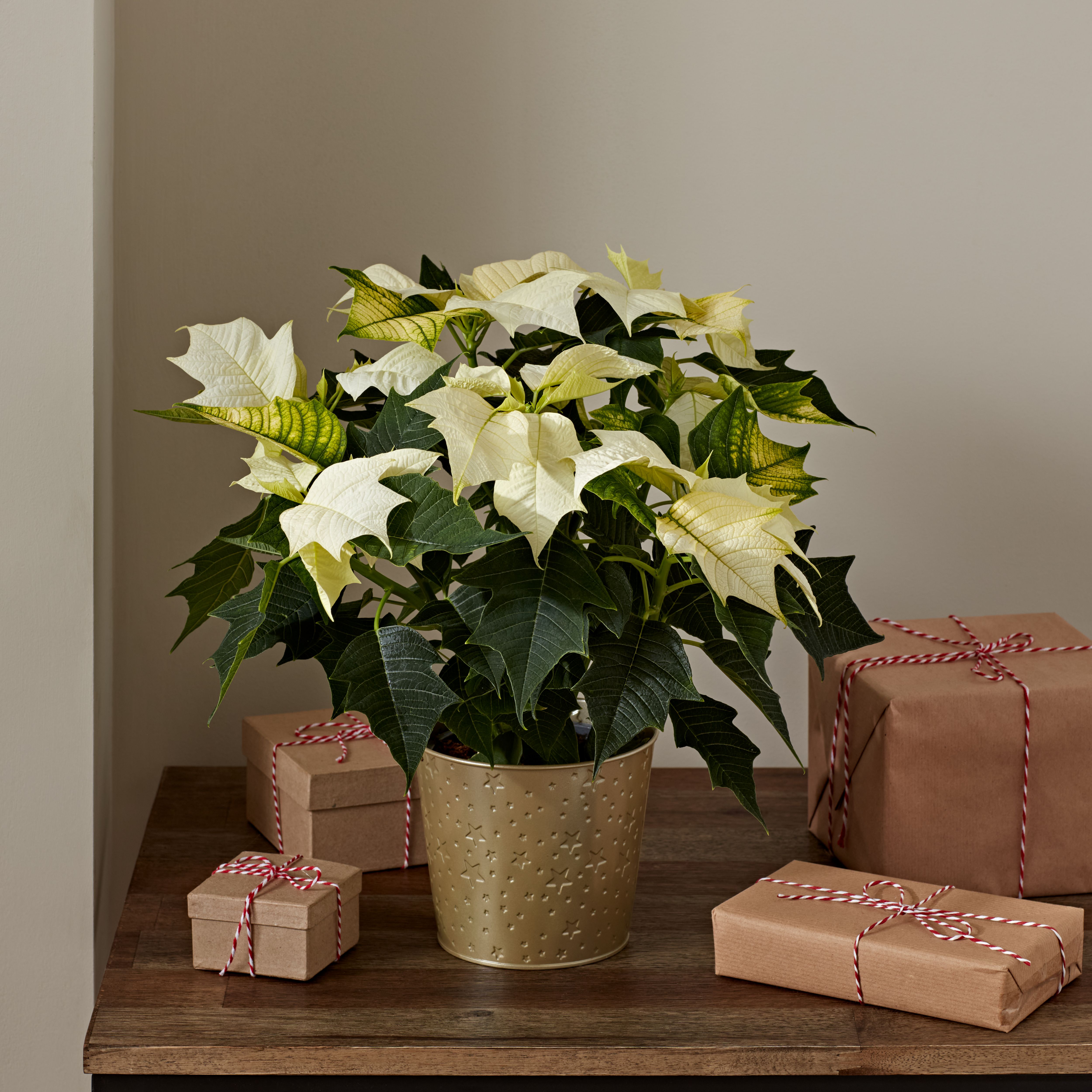 White Poinsettia in Champagne Zinc Decorative pot 13cm