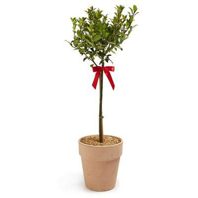Xmas Standard Holly tree