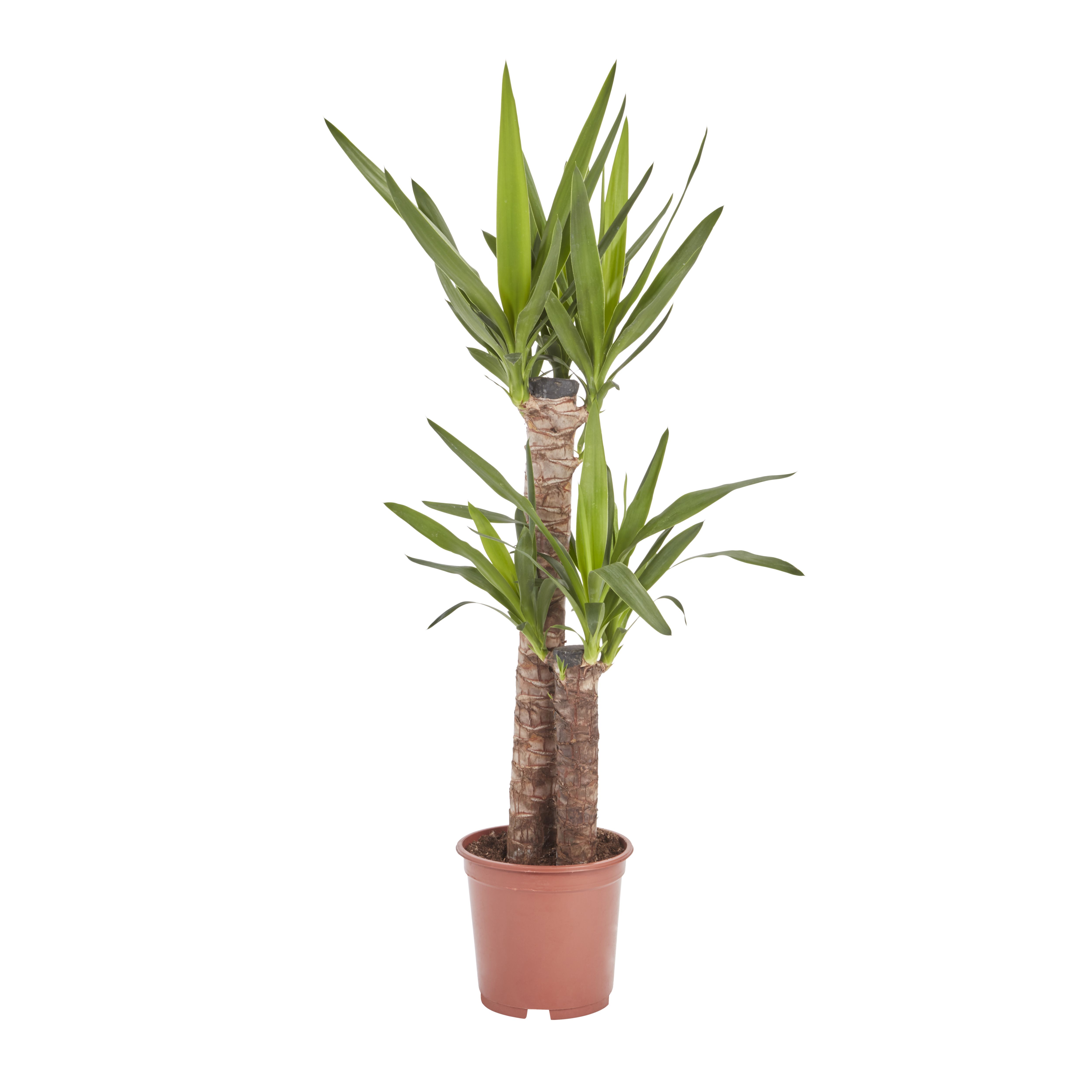 Yucca in 19cm Terracotta Plastic Grow pot | DIY at B&Q