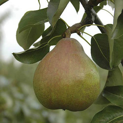 'Doyenne du Comice' Pear Patio Fruit Tree in a 5L Pot 90-110cm Tall ...