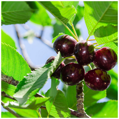 'Early Rivers' Cherry Tree 4-5ft ,Ready to Fruit,Large Dark Juicy ...