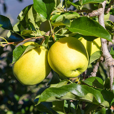 'Golden Delicious' Apple Patio Fruit Tree in a 5L Pot 90-110cm Tall ...